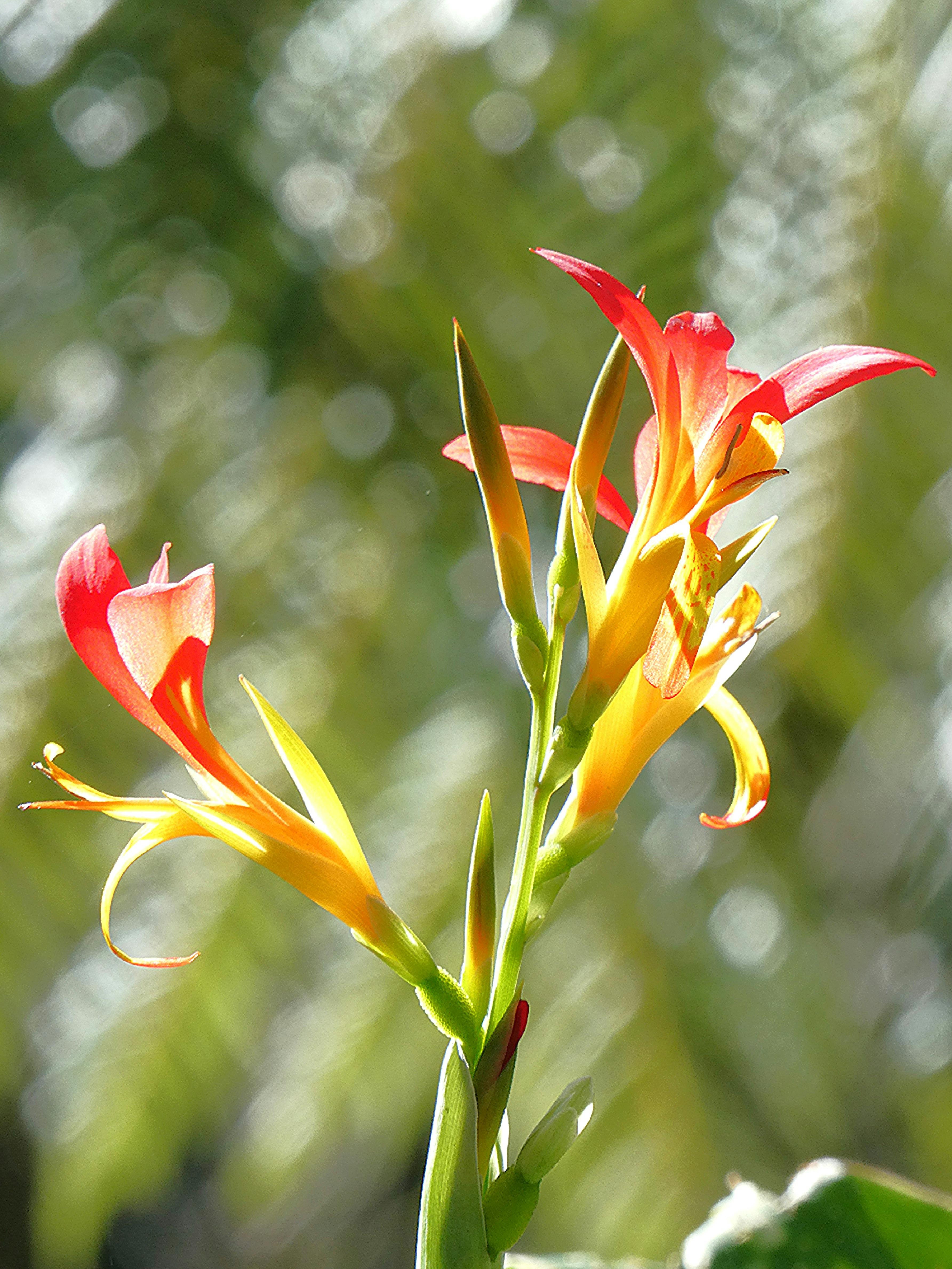 Gulab Flower Photos, Download The BEST Free Gulab Flower Stock Photos ...