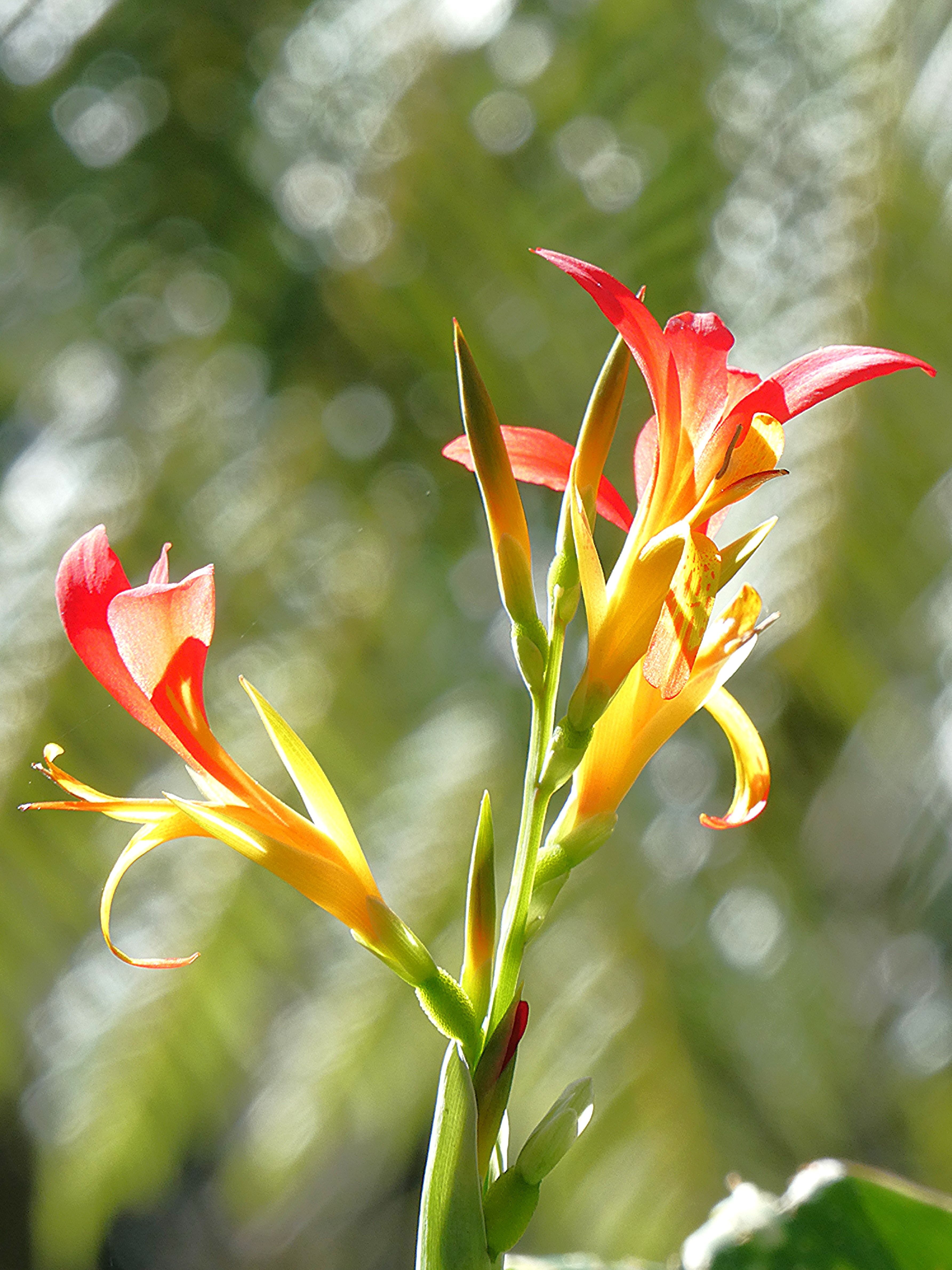 New Canna Photos, Download The BEST Free New Canna Stock Photos & HD Images
