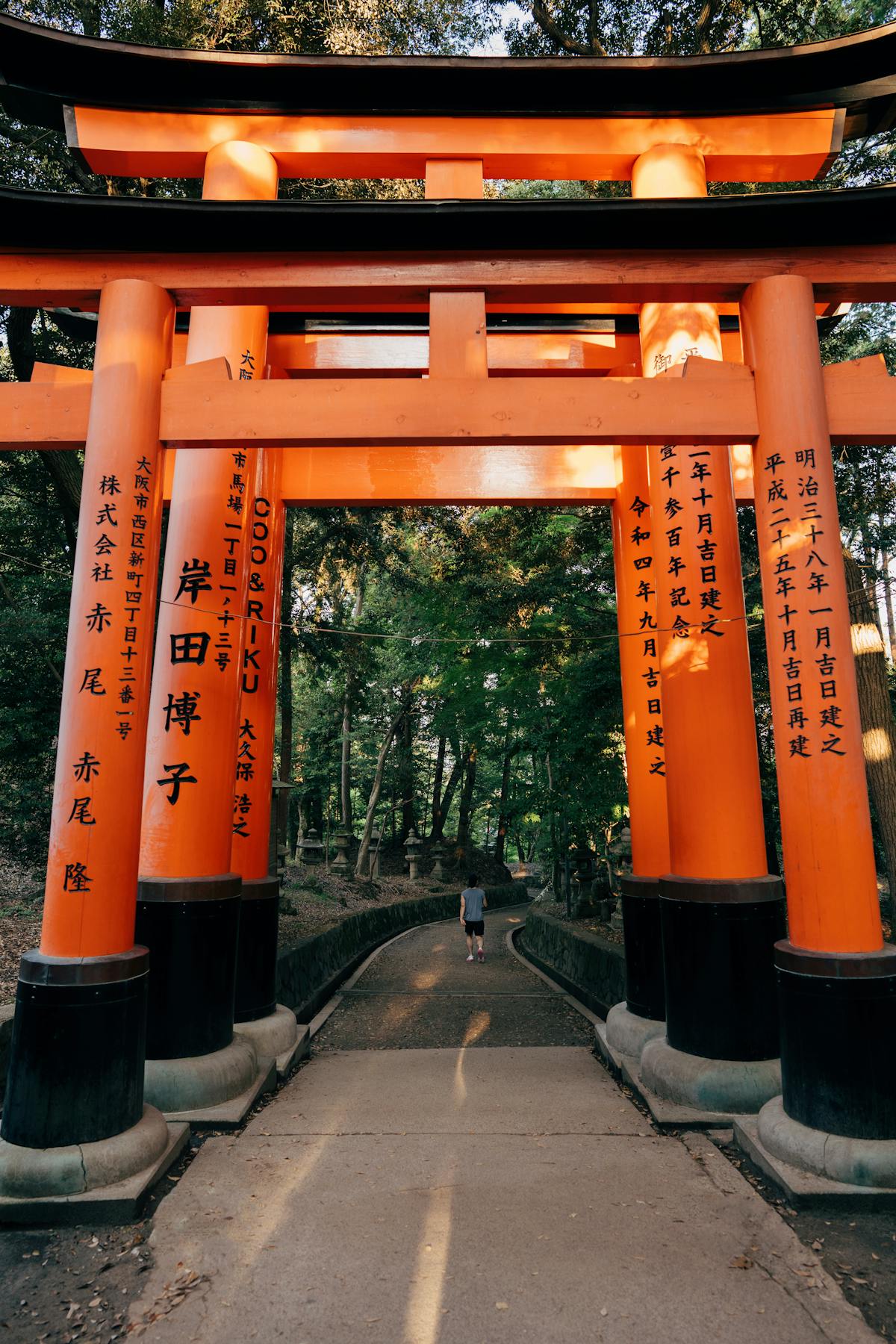 Japan Forest Photos, Download The BEST Free Japan Forest Stock Photos ...