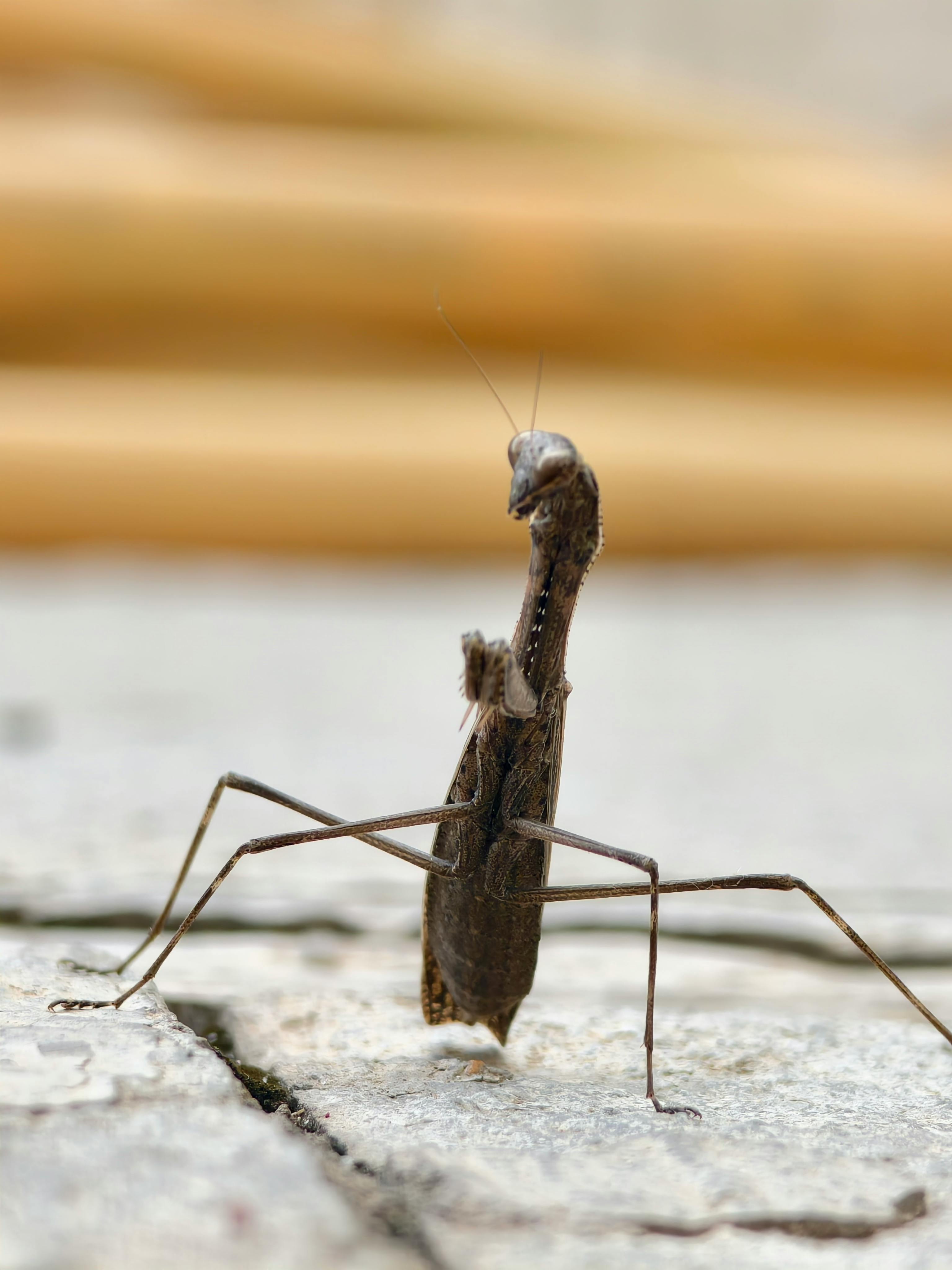 Close-up Photography of Ant · Free Stock Photo