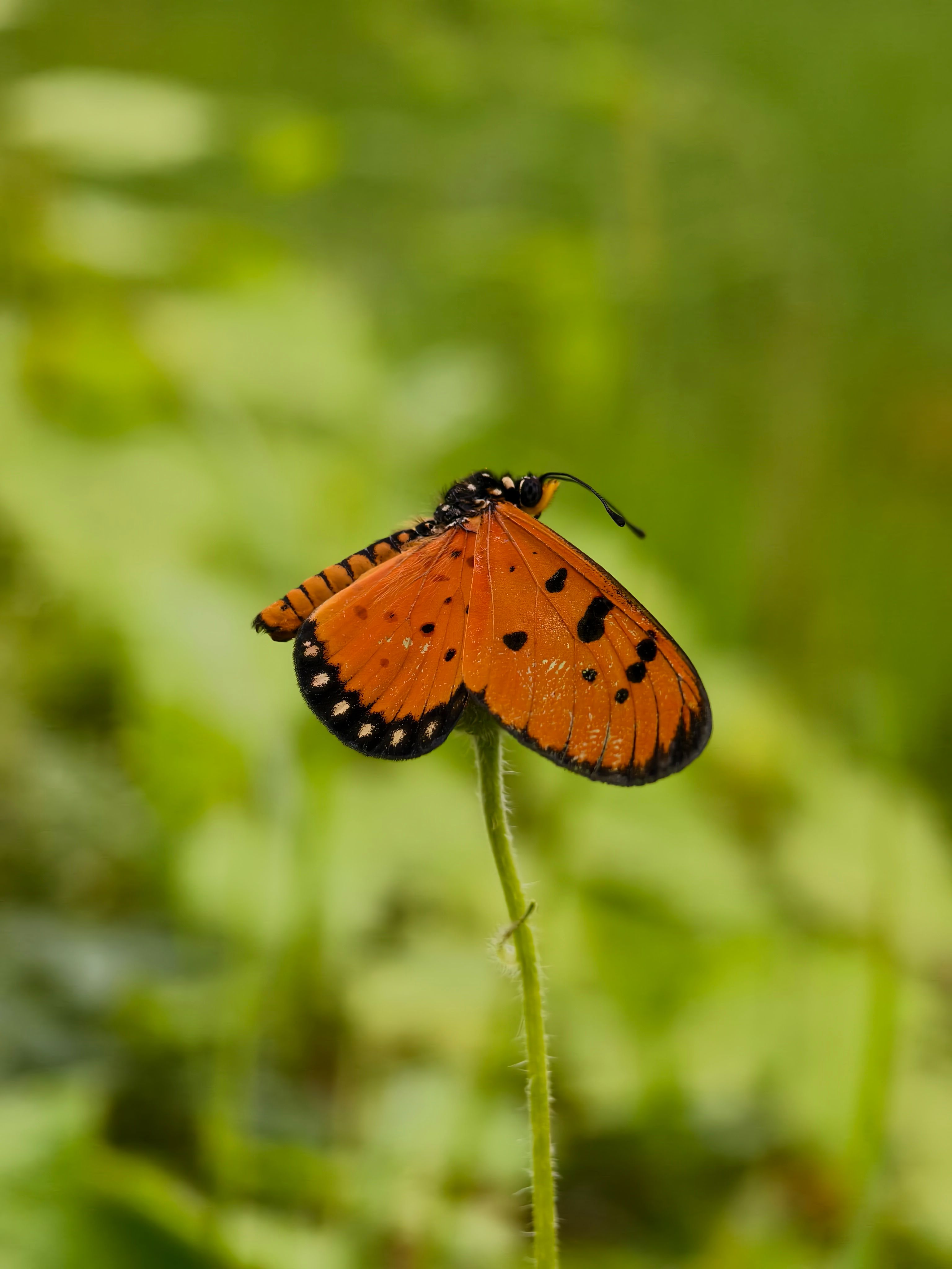 Close-Up of Tawny Coster Butterfly on Stem · Free Stock Photo