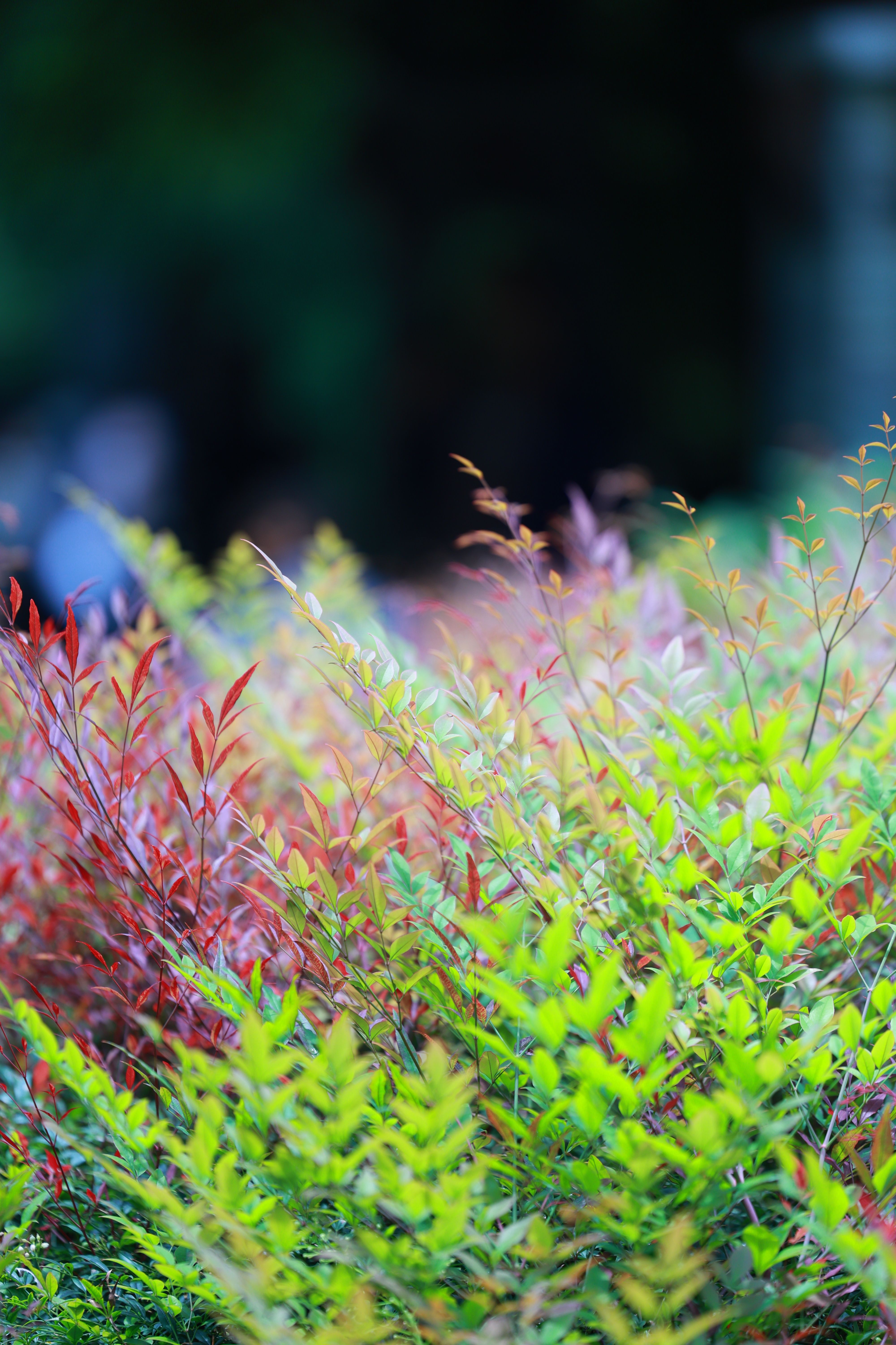 Background Landscape Plants Photos, Download The BEST Free Background ...