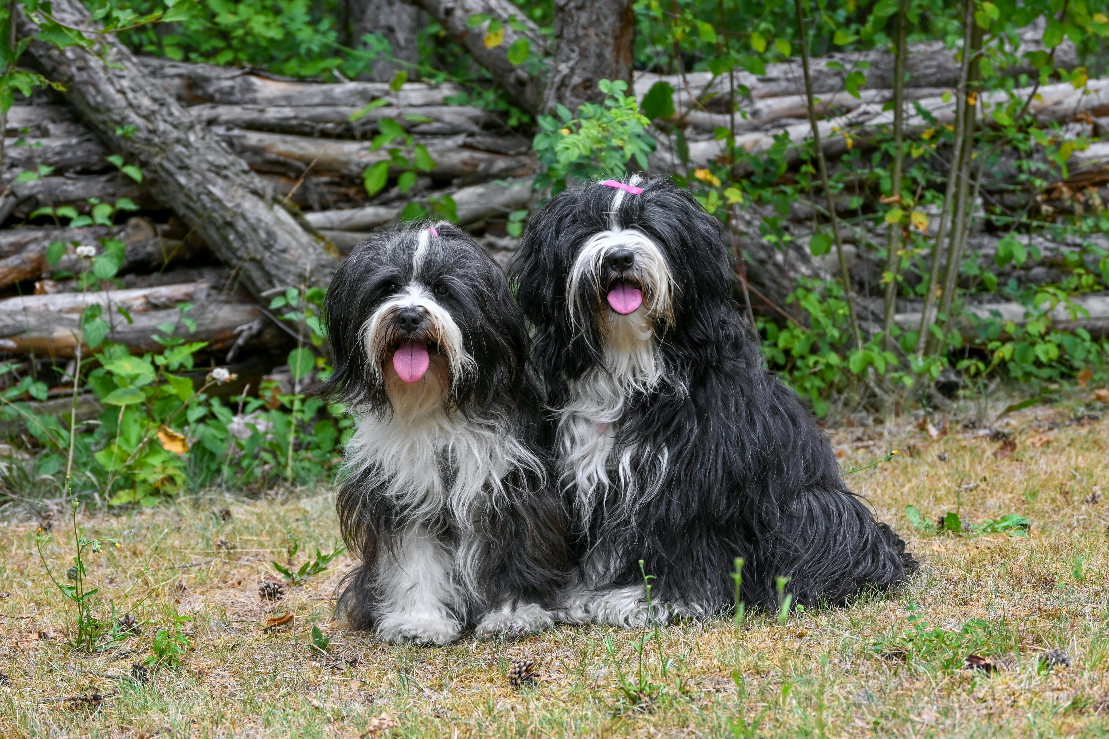 Animated Dogs Photos, Download The BEST Free Animated Dogs Stock Photos ...