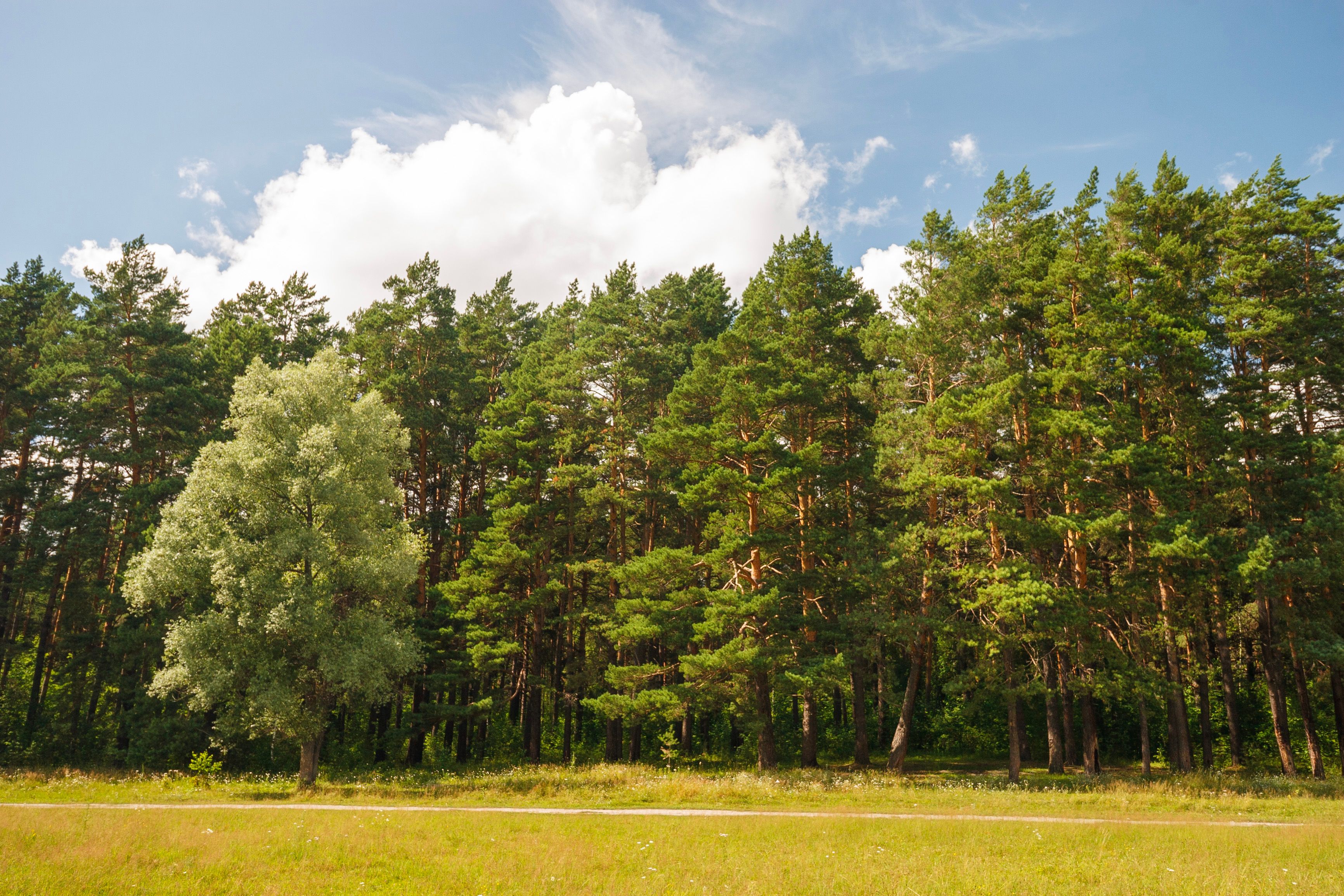 Vegetation Photos, Download The BEST Free Vegetation Stock Photos & HD ...