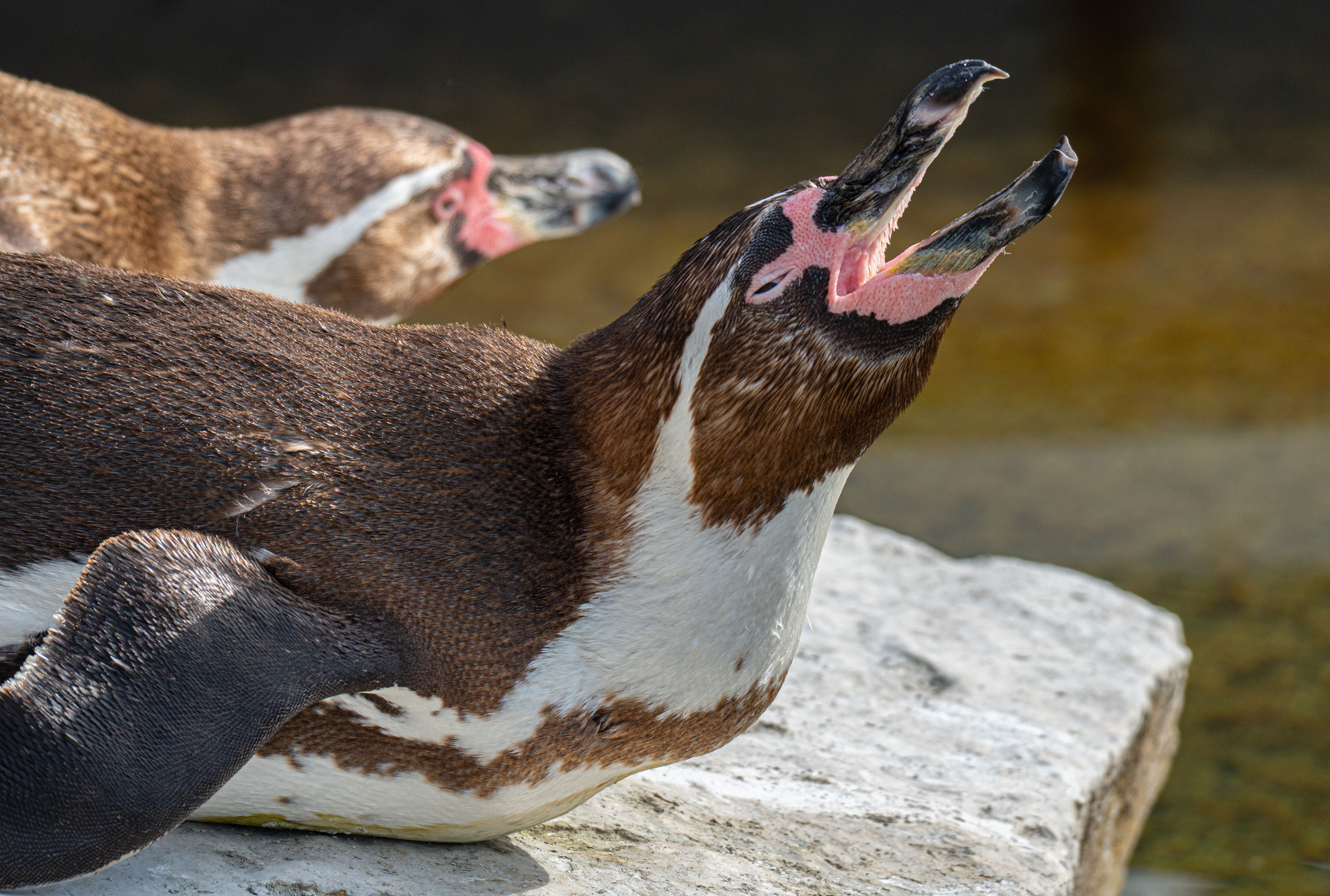Zoo Animals Photos, Download The BEST Free Zoo Animals Stock Photos ...