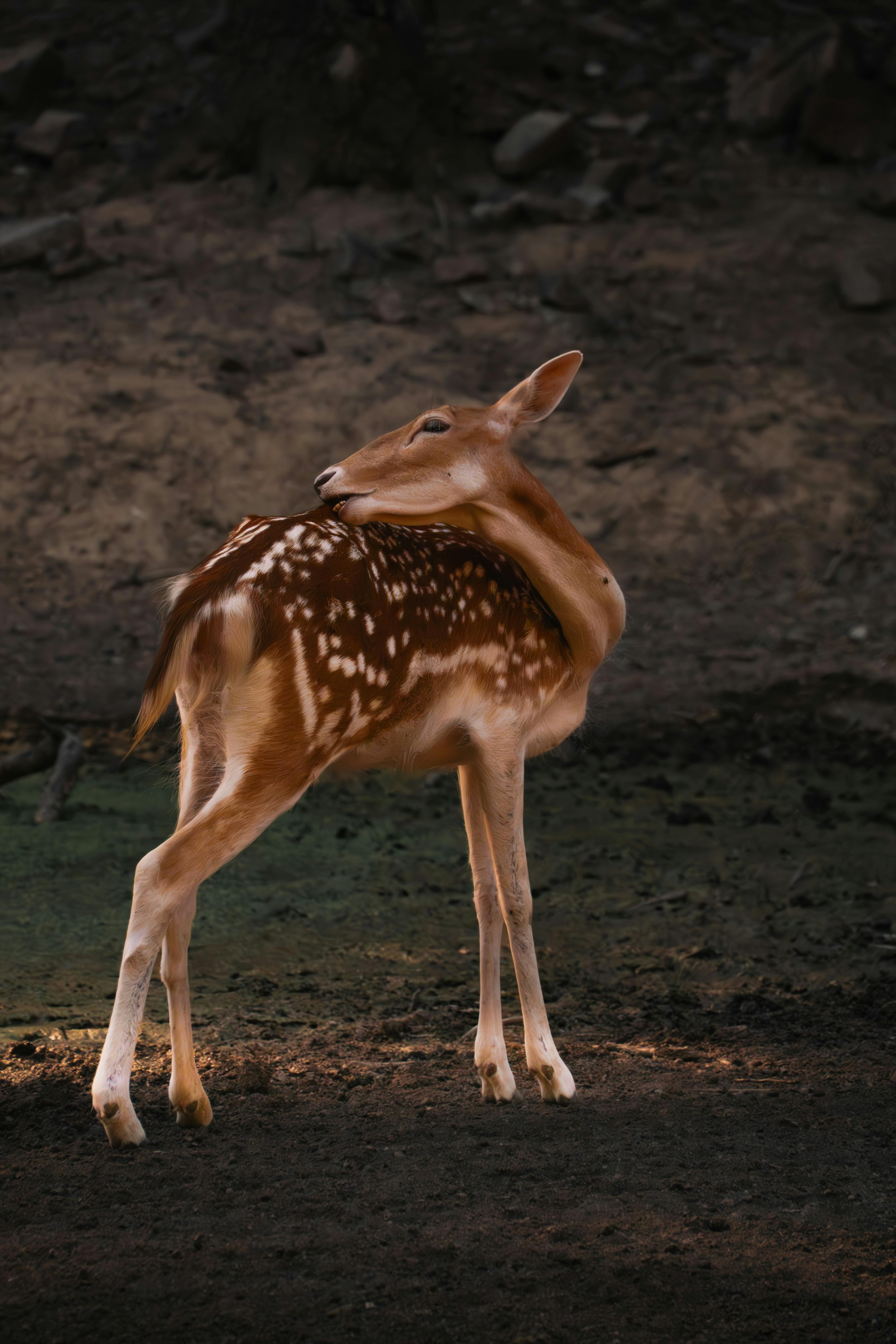 Different Animals Photos, Download The BEST Free Different Animals ...