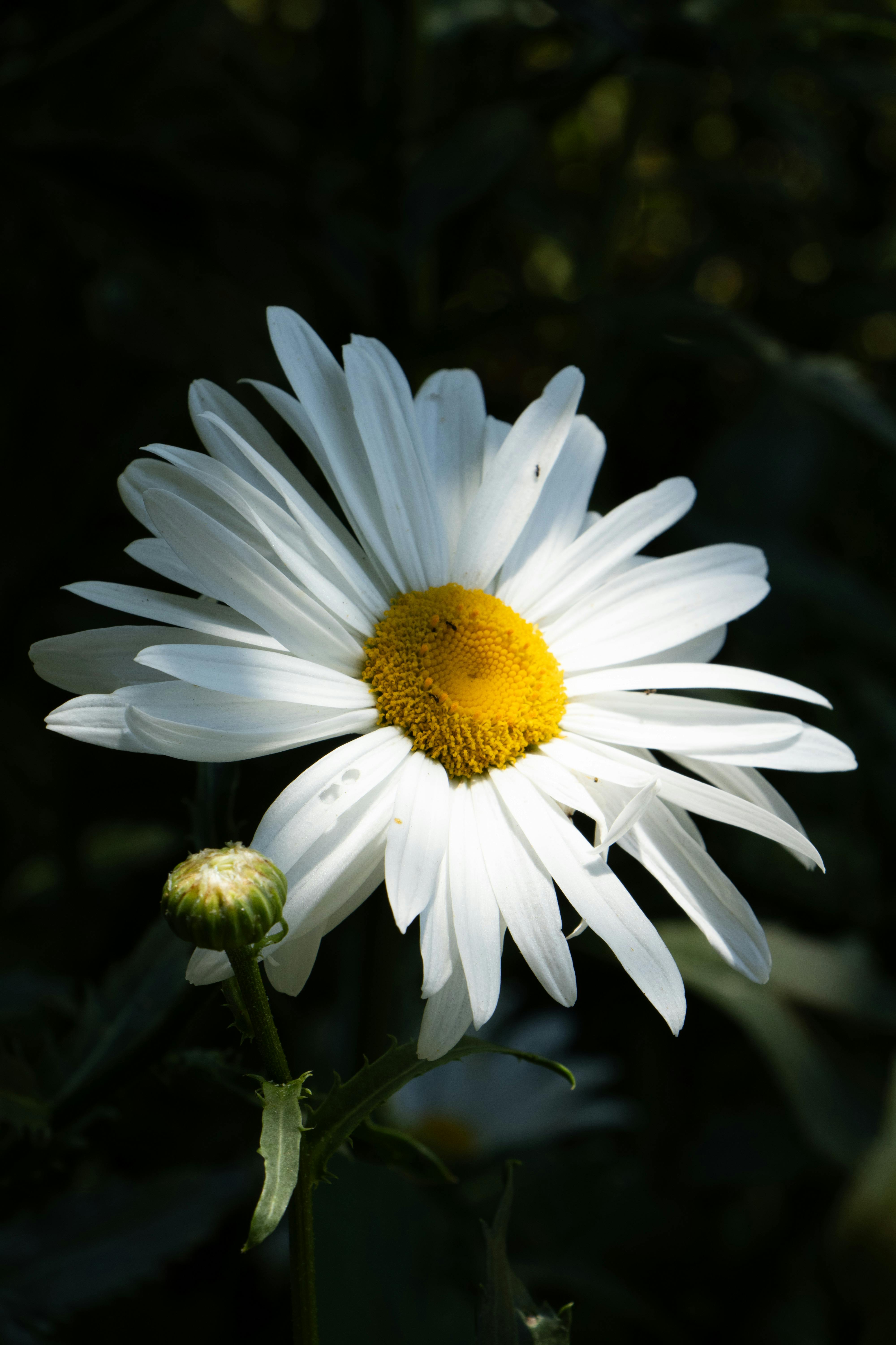 Flower Without Background Photos, Download The BEST Free Flower Without ...