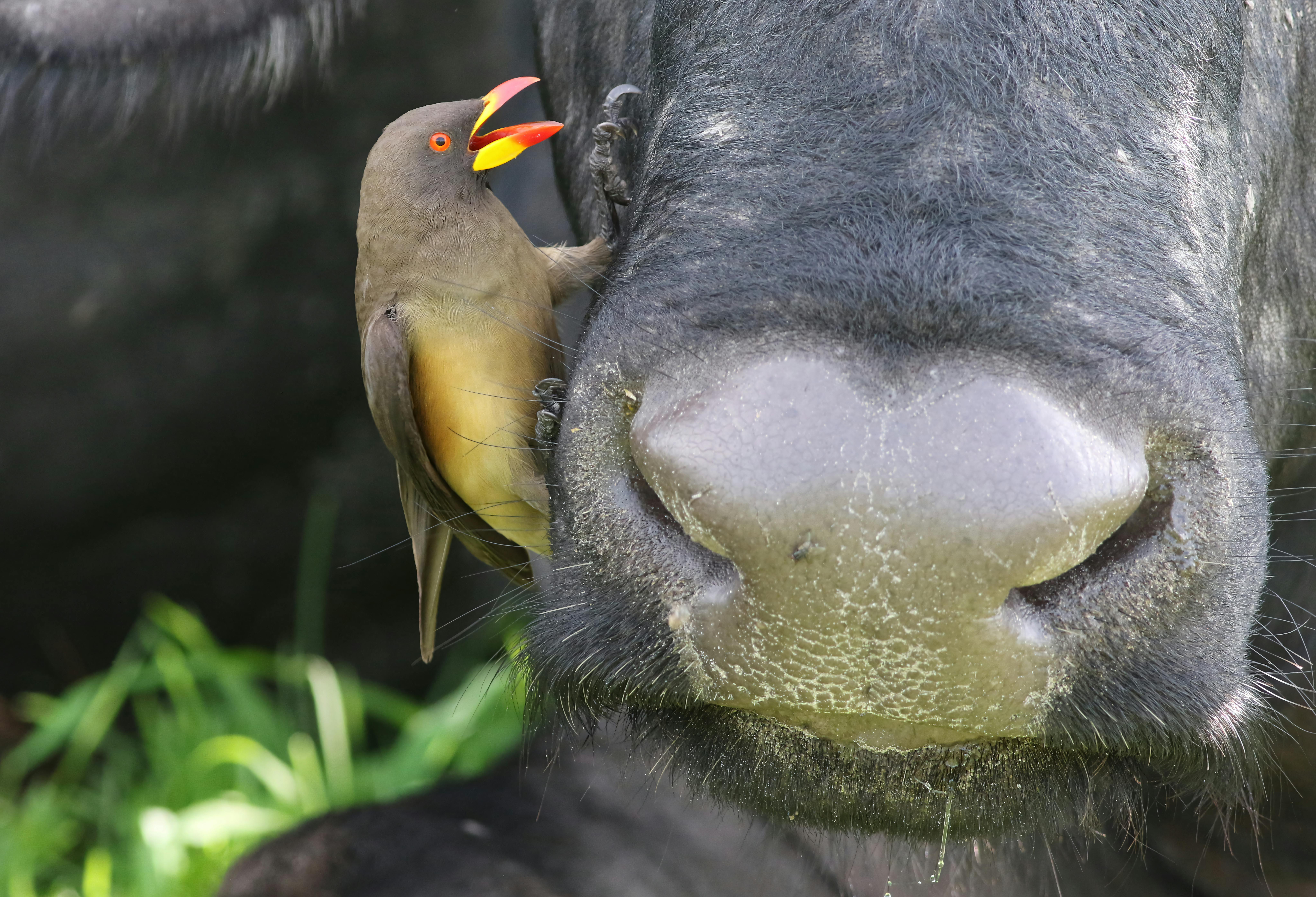 Yellow-Billed Oxpecker on African Buffalo Close-Up · Free Stock Photo