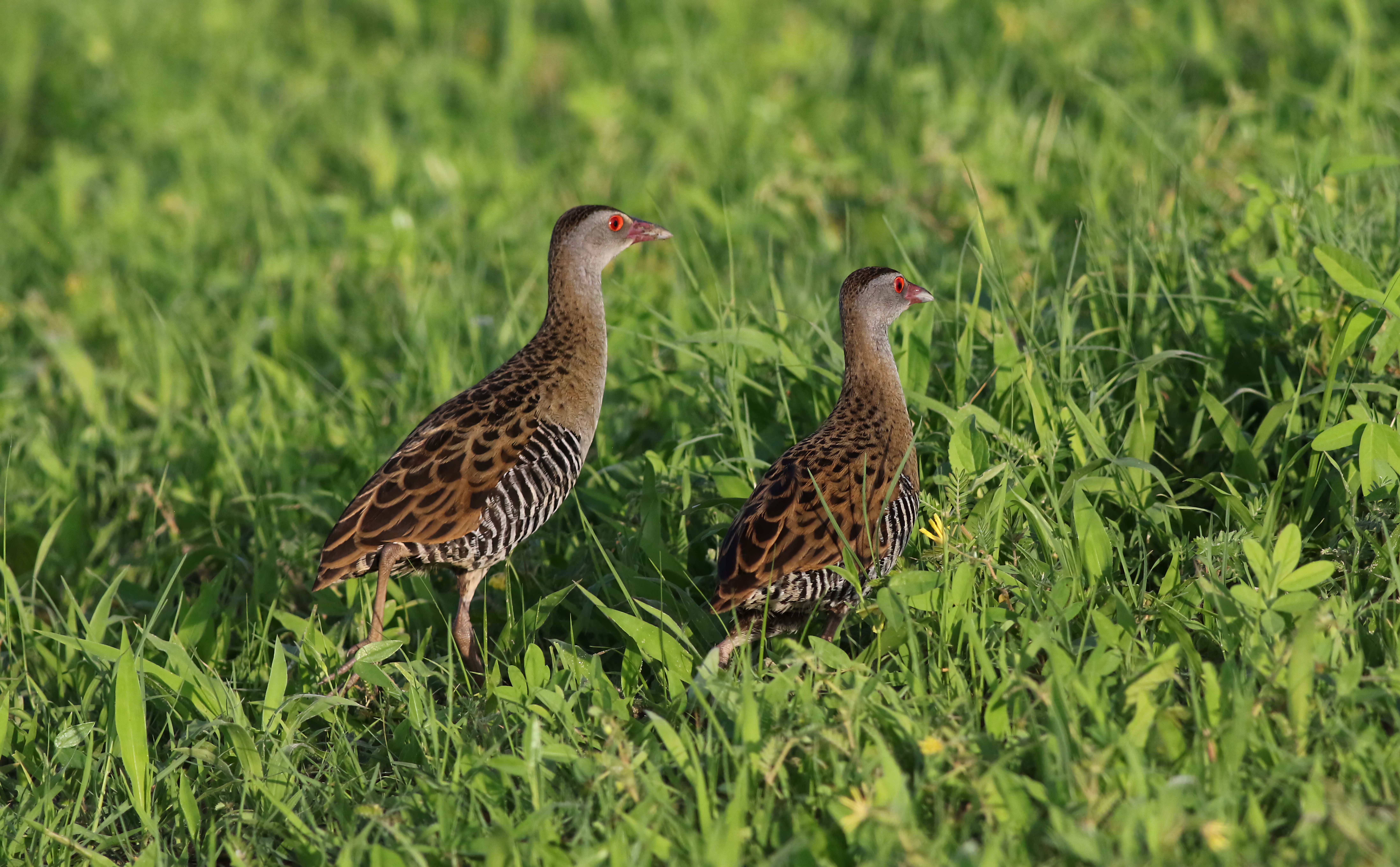 Grassland Birds Photos, Download The BEST Free Grassland Birds Stock ...