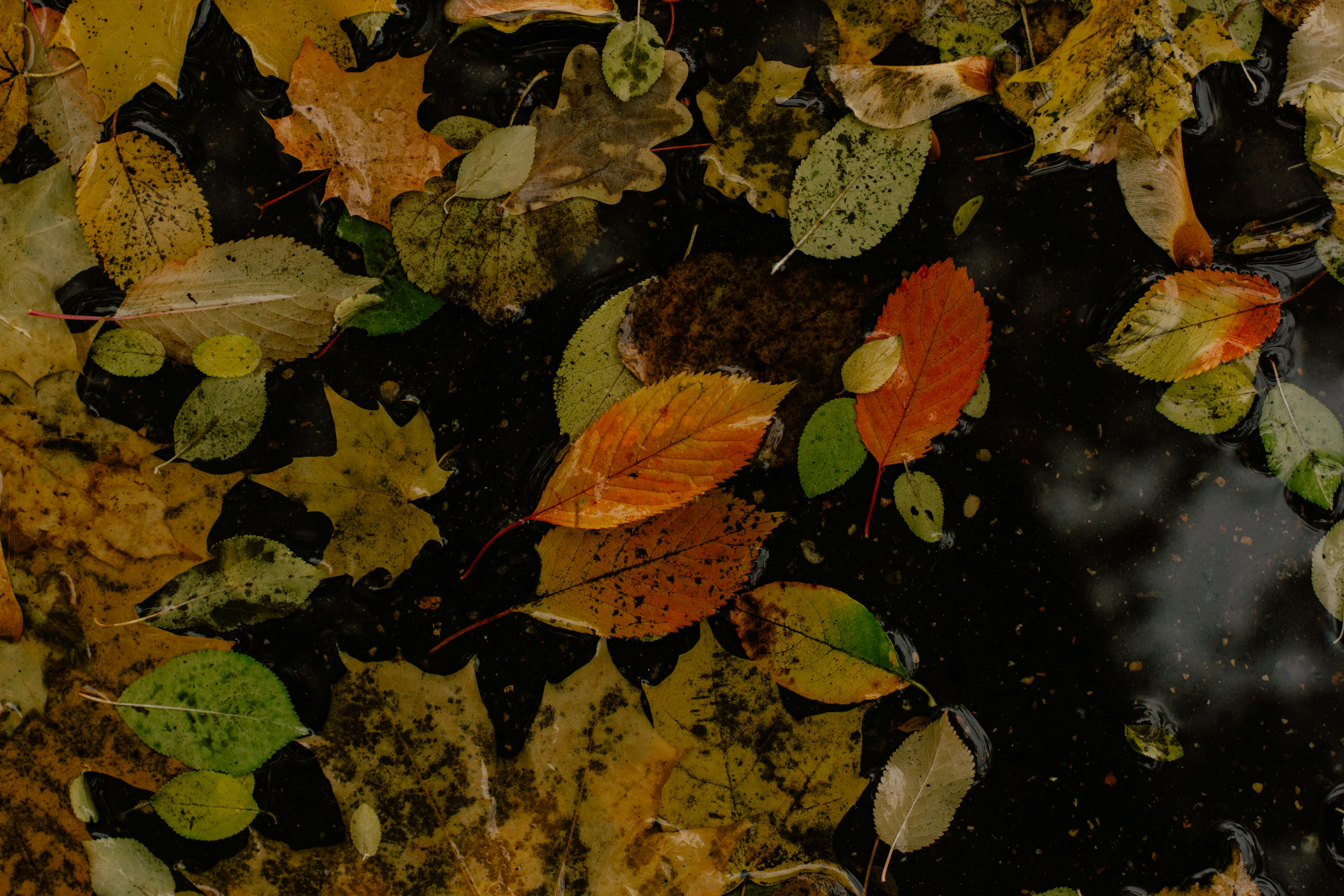 Assorted Leaves on Body of Water · Free Stock Photo