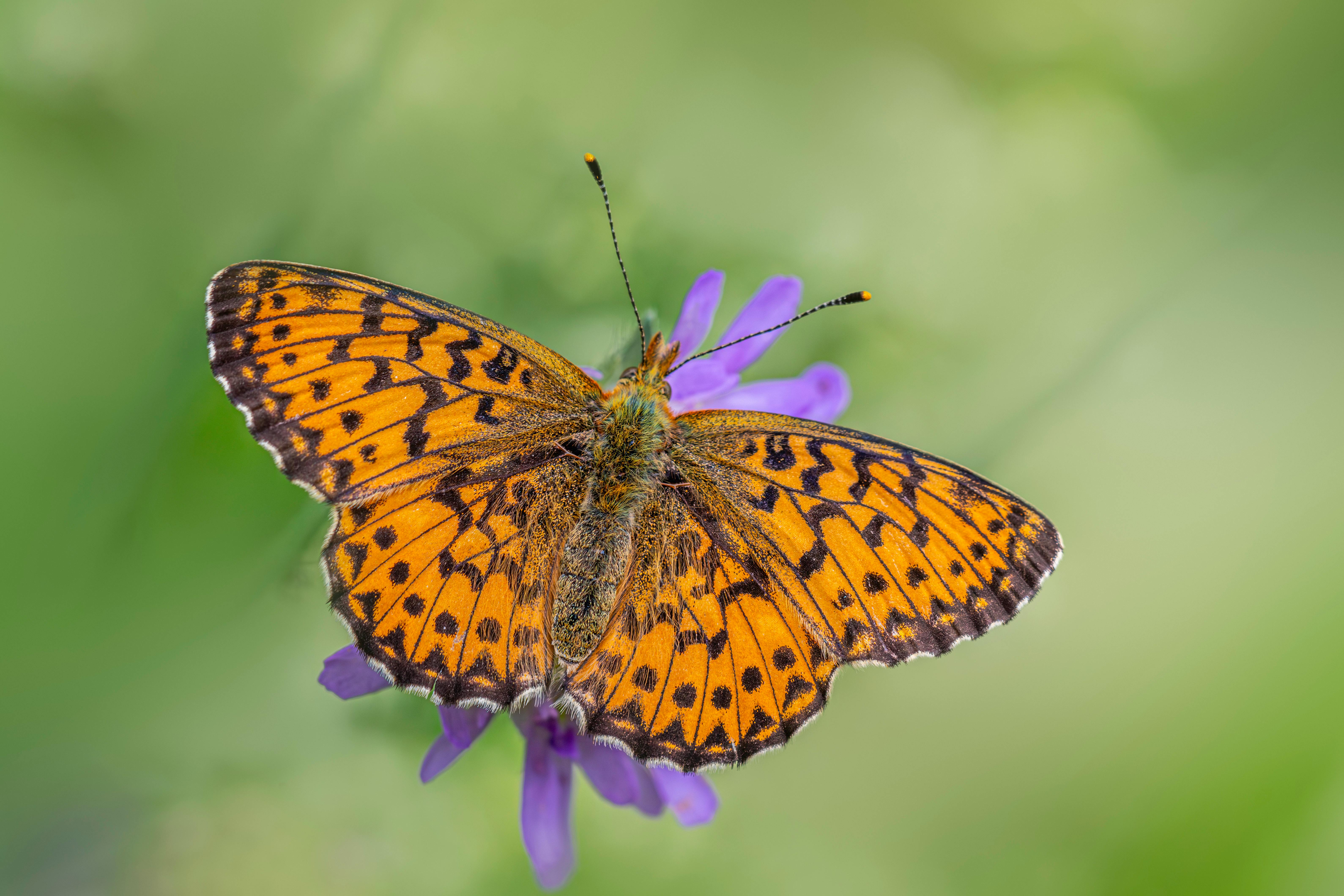 Vibrant Titania's Fritillary on Purple Blossom · Free Stock Photo