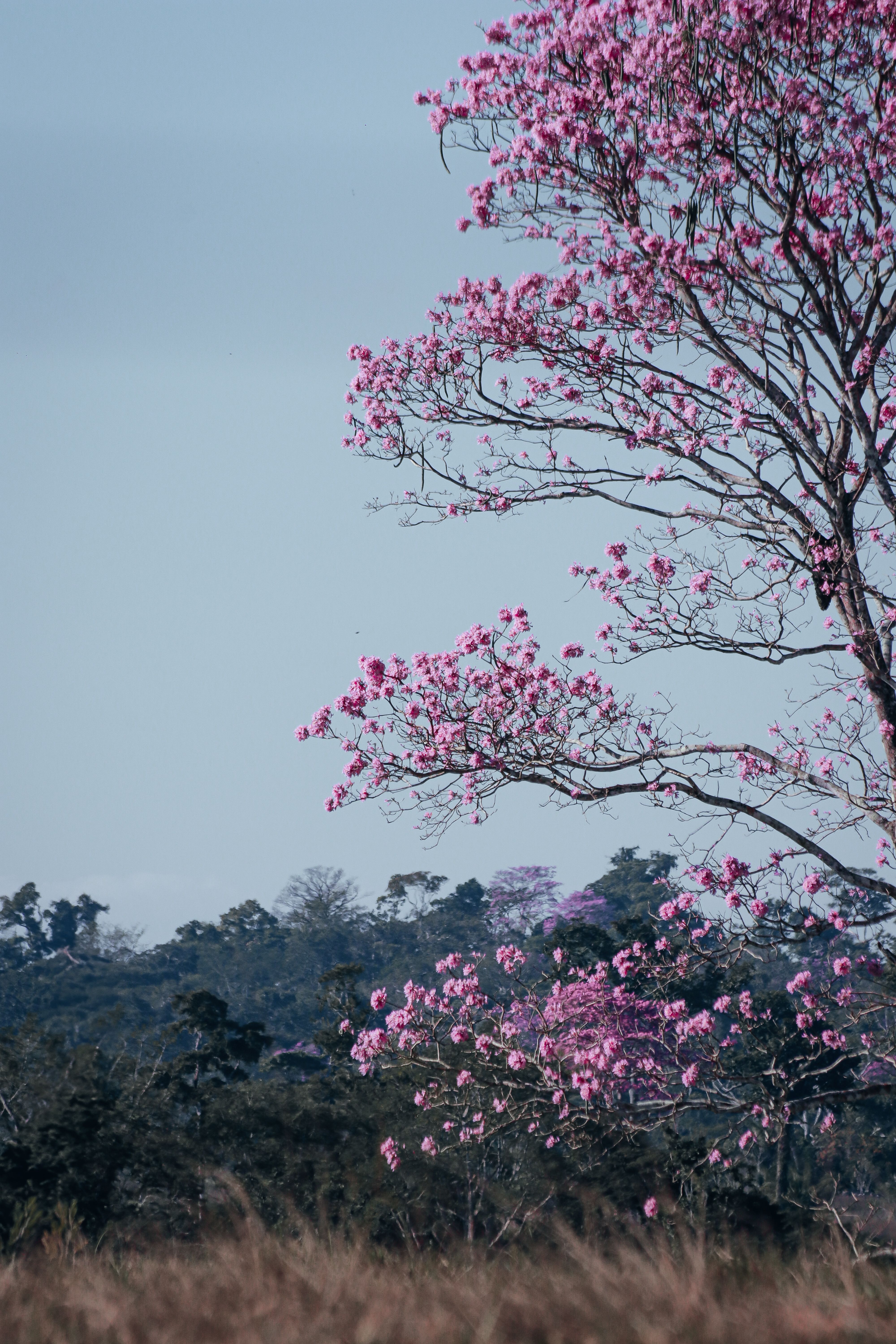 Blooming Pink Tree in Serene Landscape Setting · Free Stock Photo