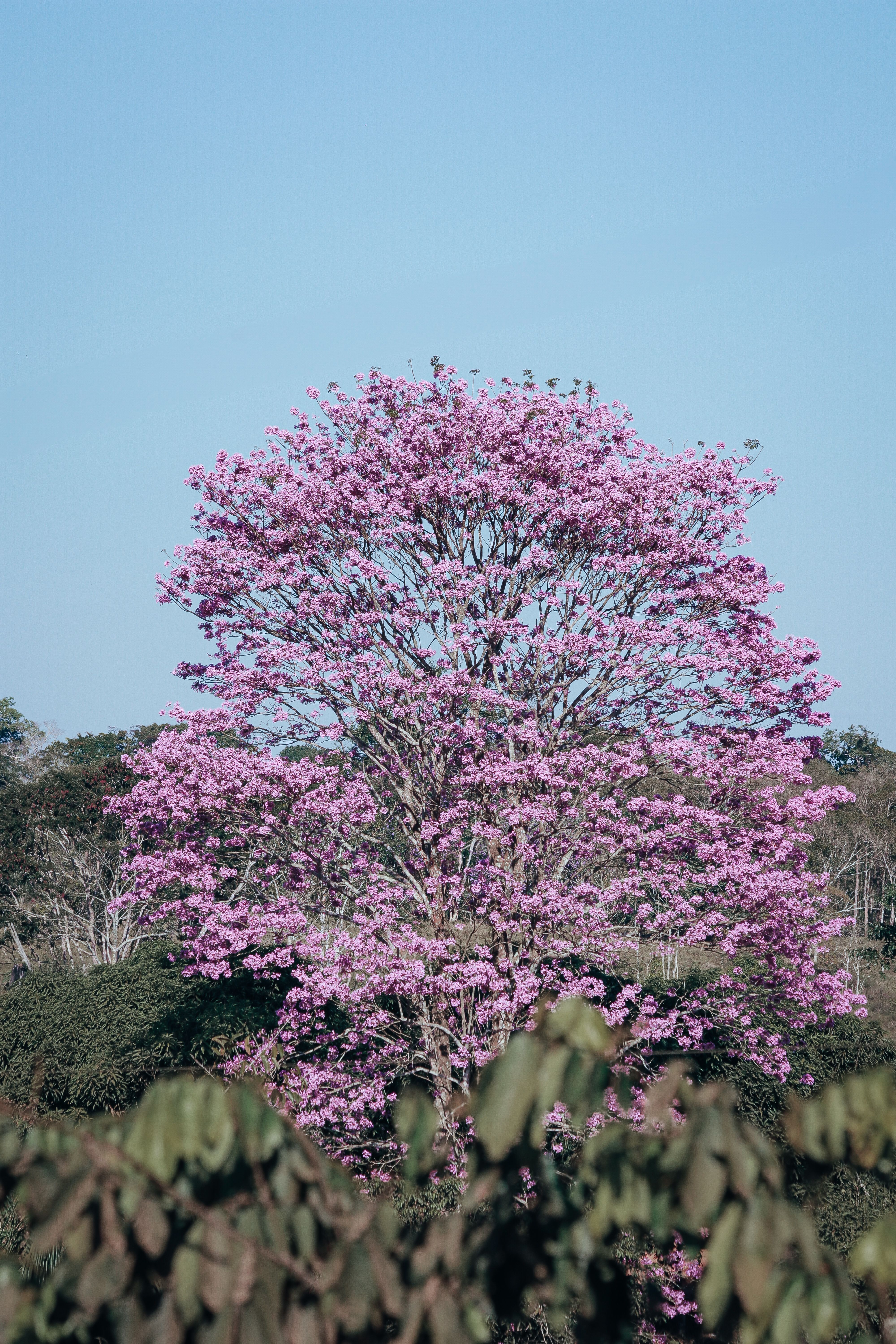 Beautiful Pink Blossom Tree in Full Bloom · Free Stock Photo