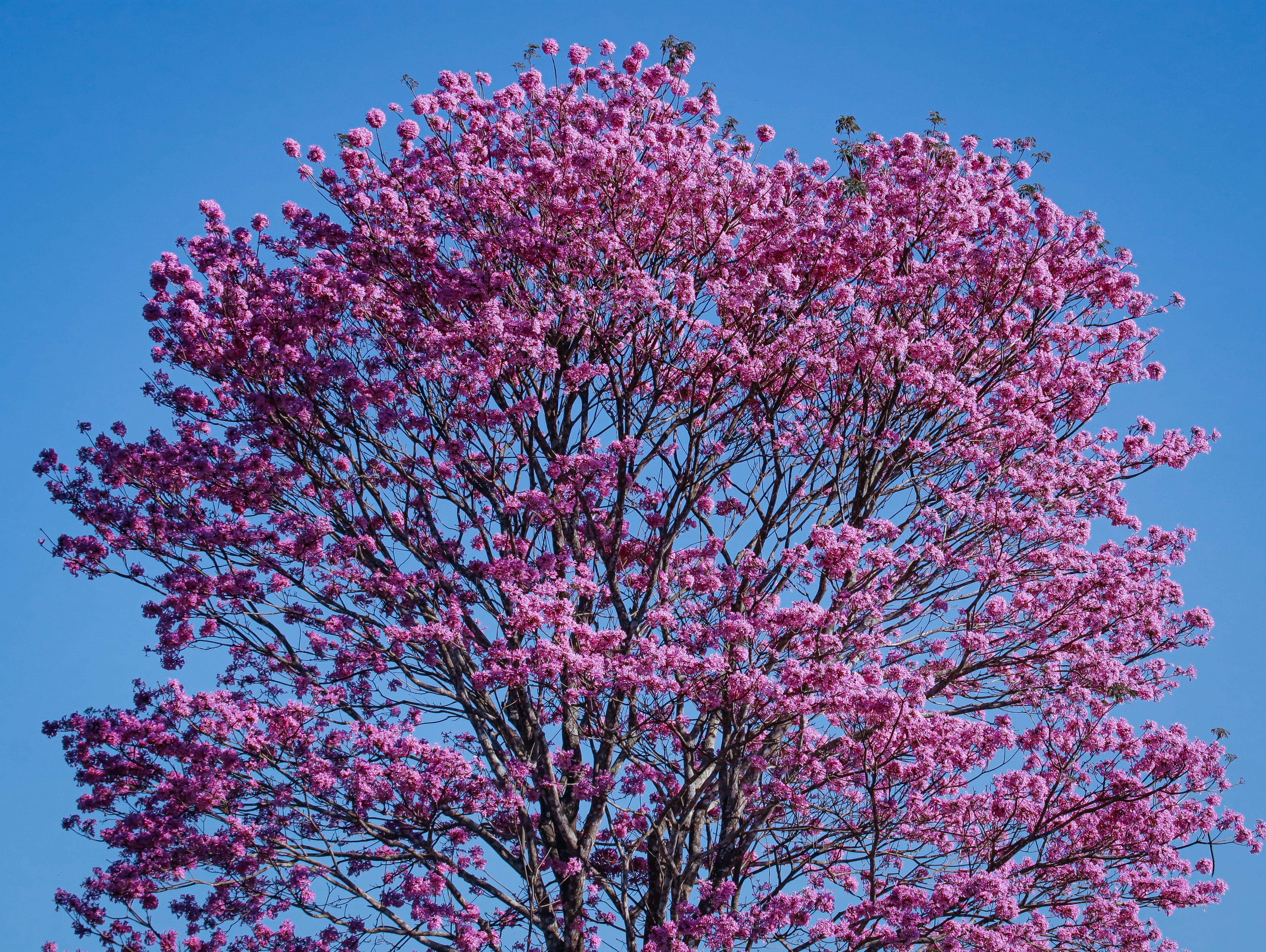 Blooming Pink Tabebuia Tree Against Blue Sky · Free Stock Photo