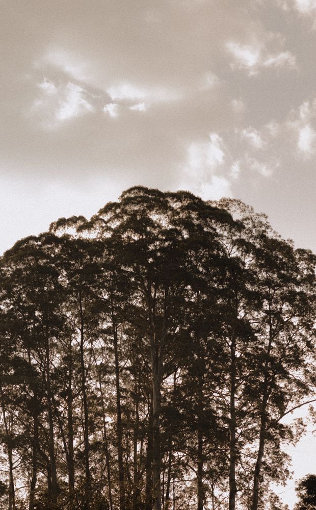 Trees Photos, Download The BEST Free Trees Stock Photos & HD Images