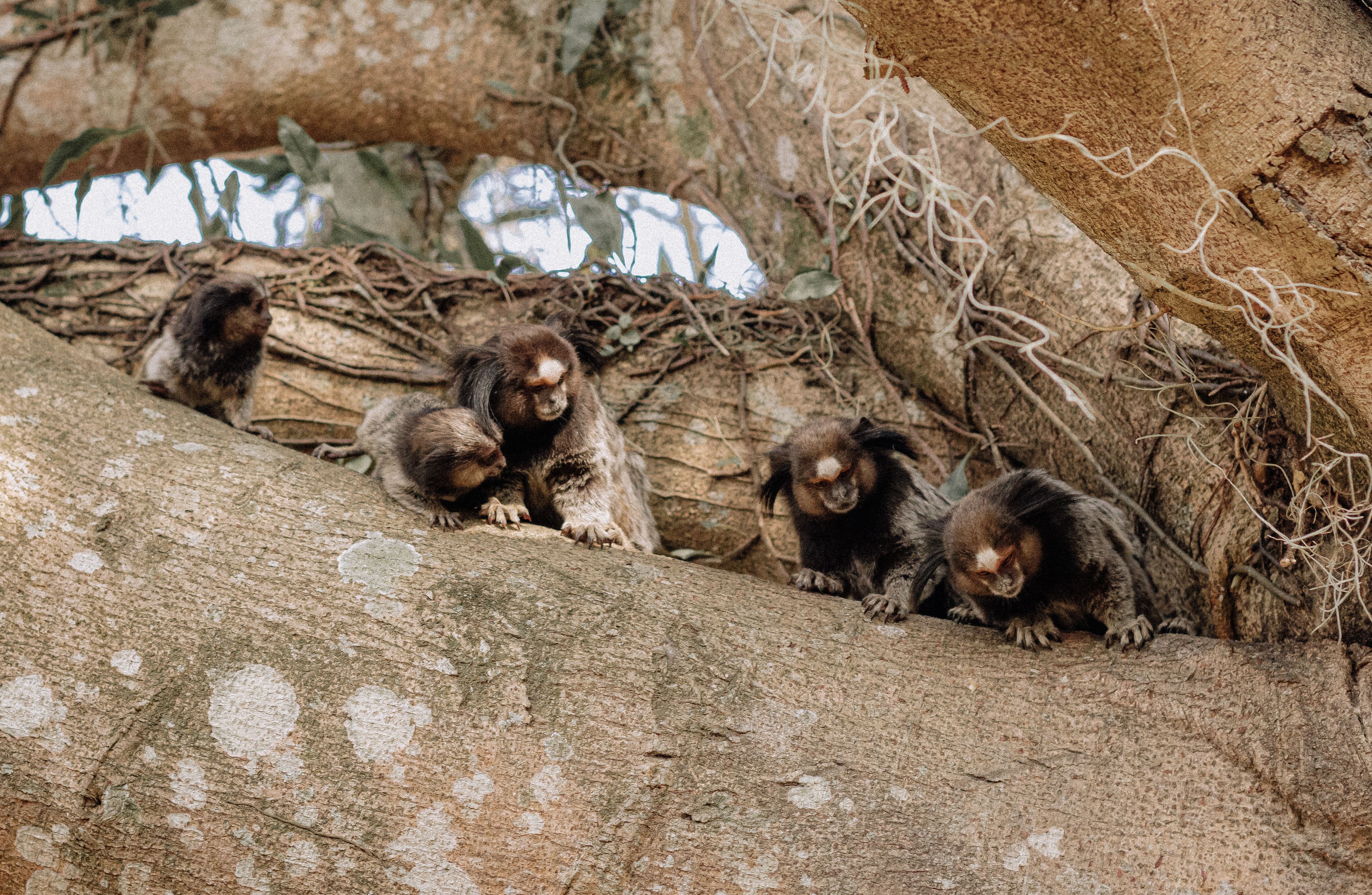 Group of Marmosets on Tree Branch in Forest · Free Stock Photo