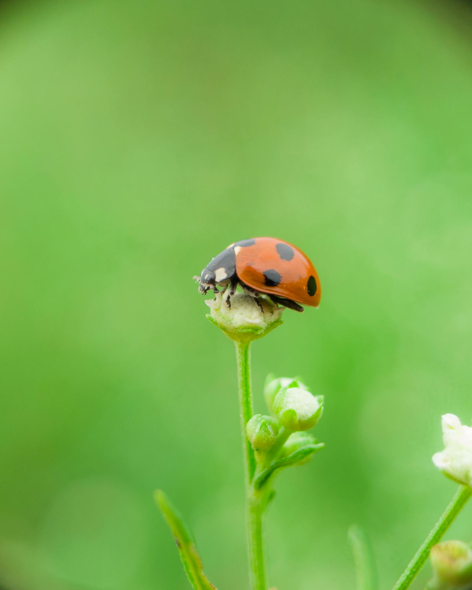 Close Up Ladybug Photos, Download The BEST Free Close Up Ladybug Stock ...