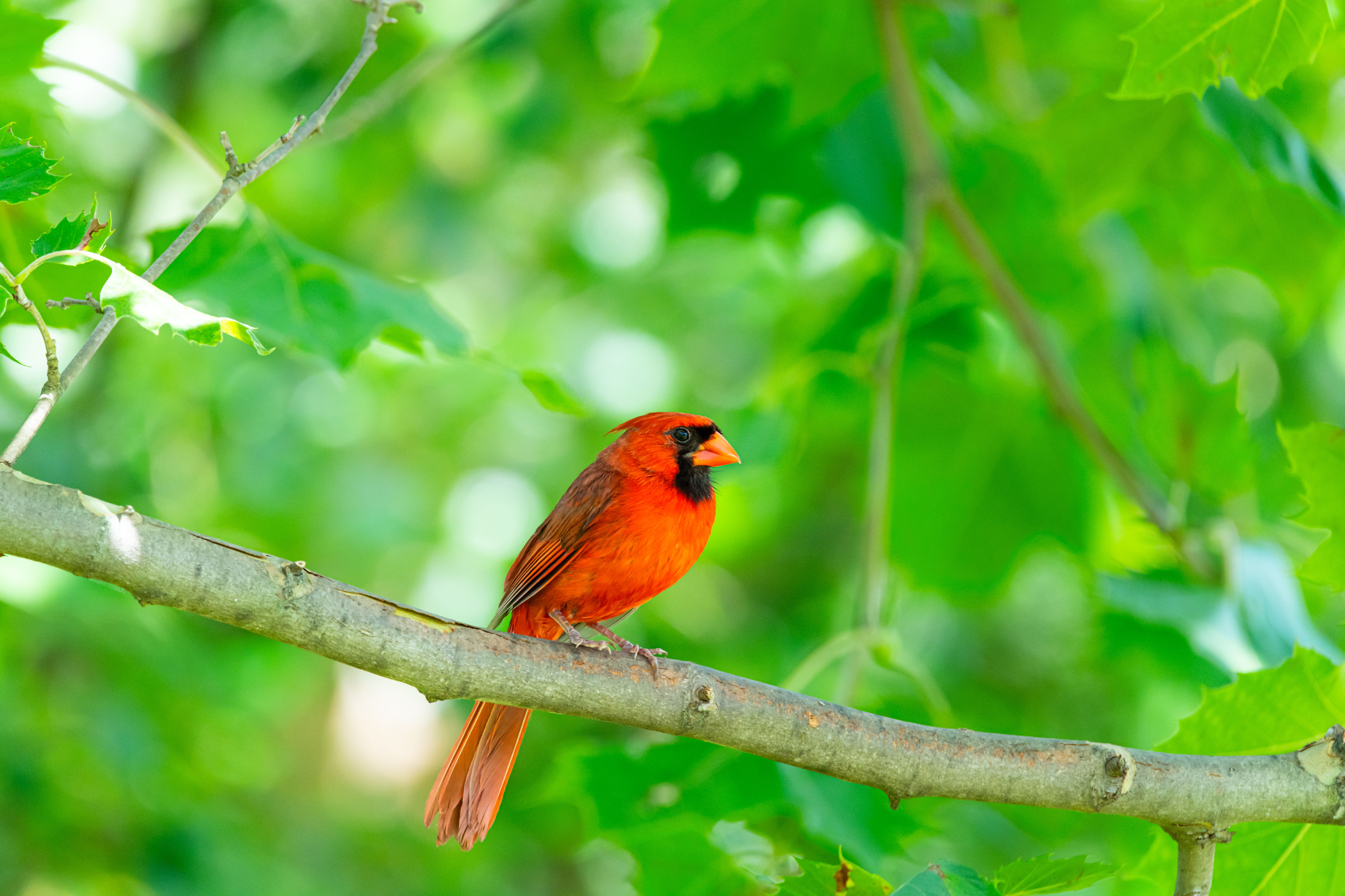 Vibrant Northern Cardinal in Summer Foliage · Free Stock Photo