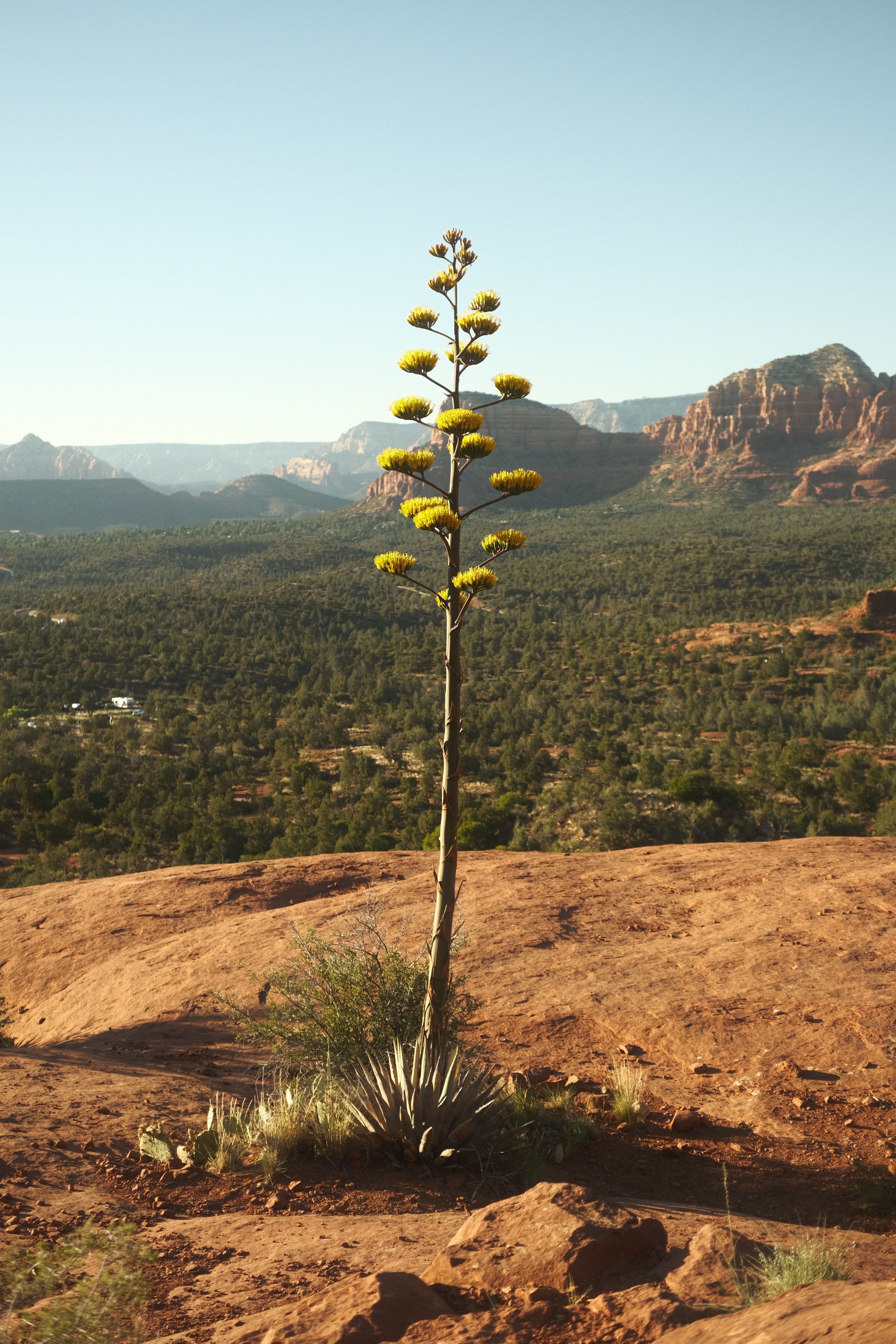Agave Bloom Photos, Download The BEST Free Agave Bloom Stock Photos ...