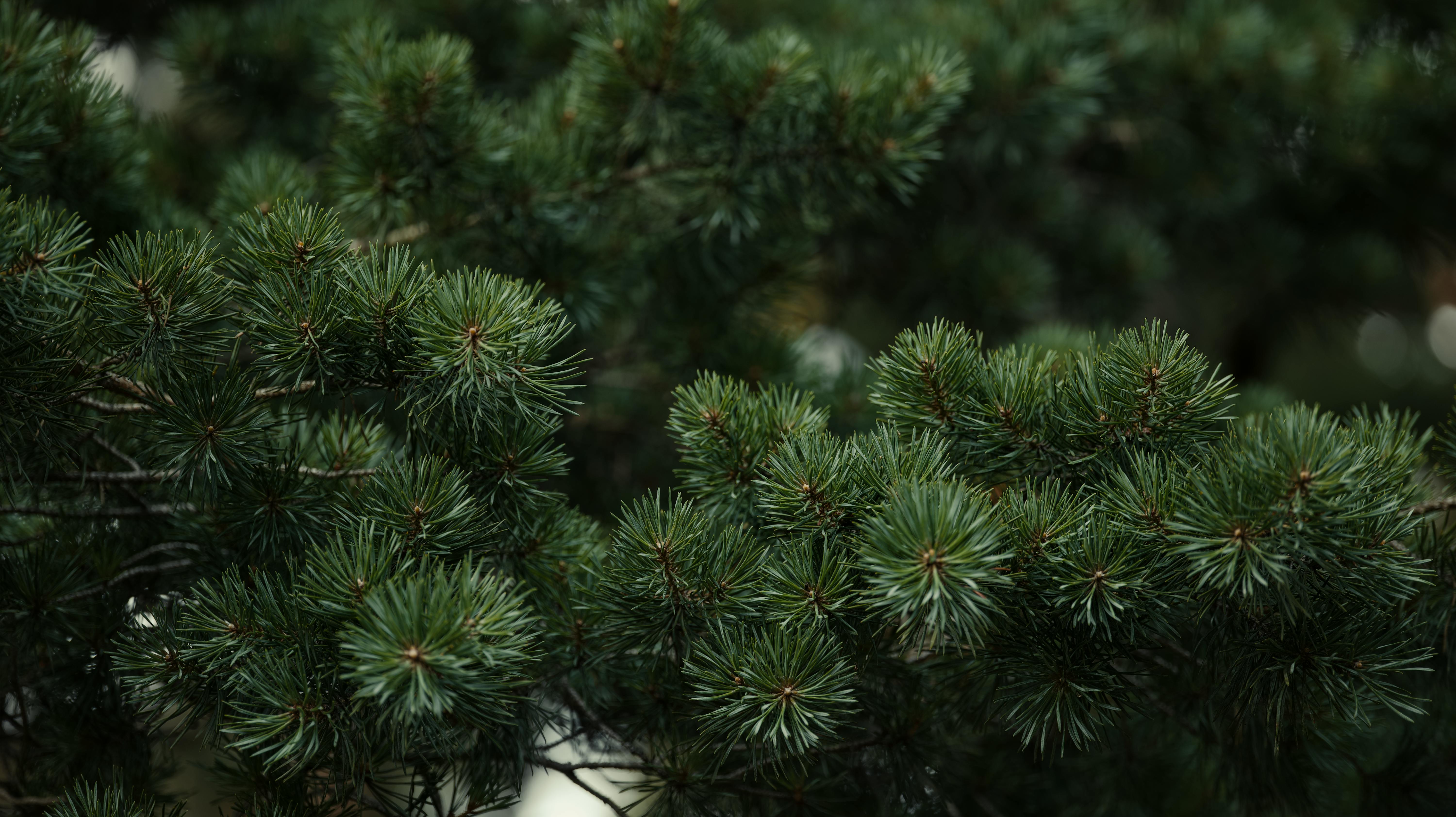 Congress Background Photos, Download The BEST Free Congress Background ...