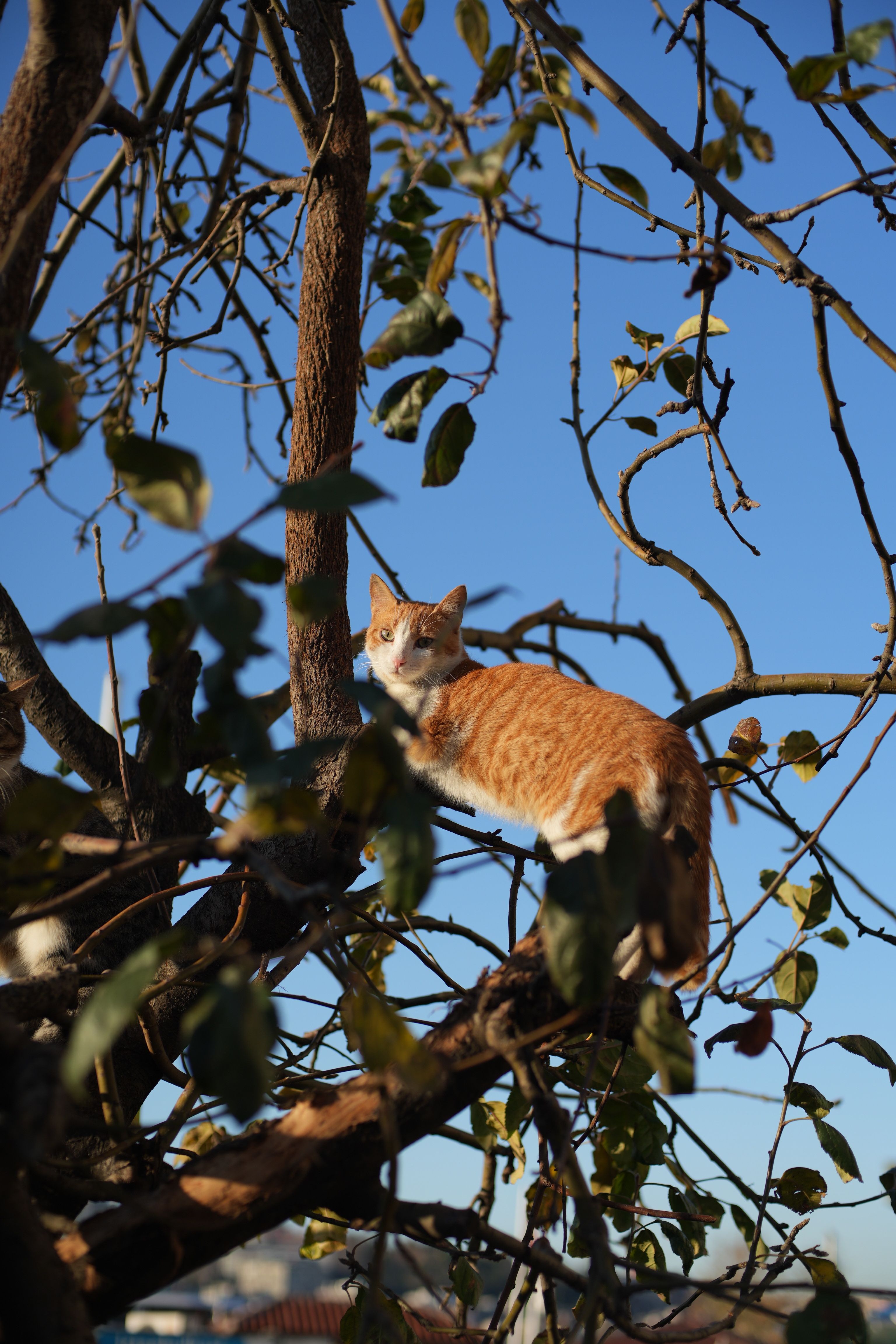 Orange Tabby Cat Climbing a Tree Outdoors · Free Stock Photo