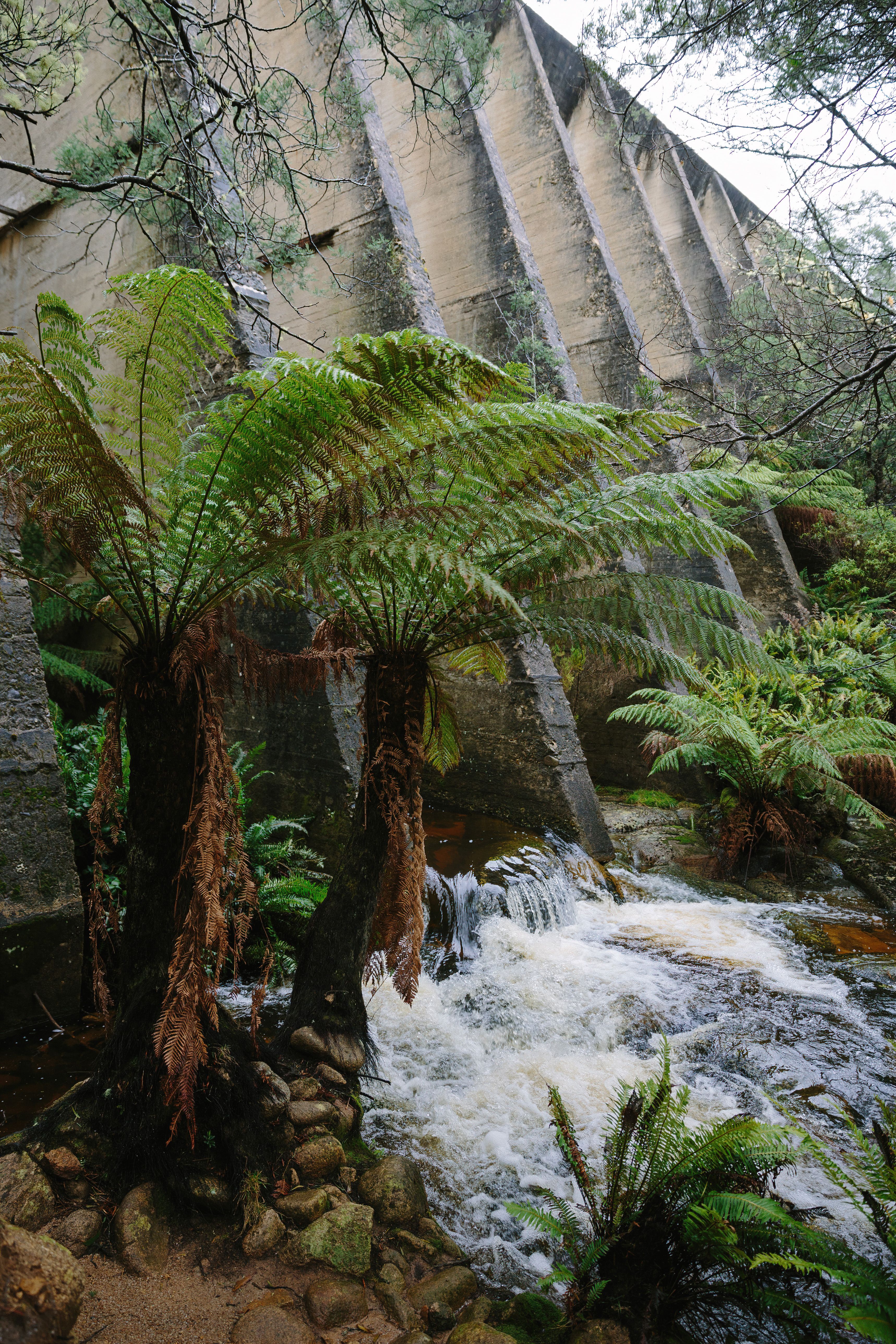 Lush Greenery by Derby Dam Waterfall in Tasmania · Free Stock Photo