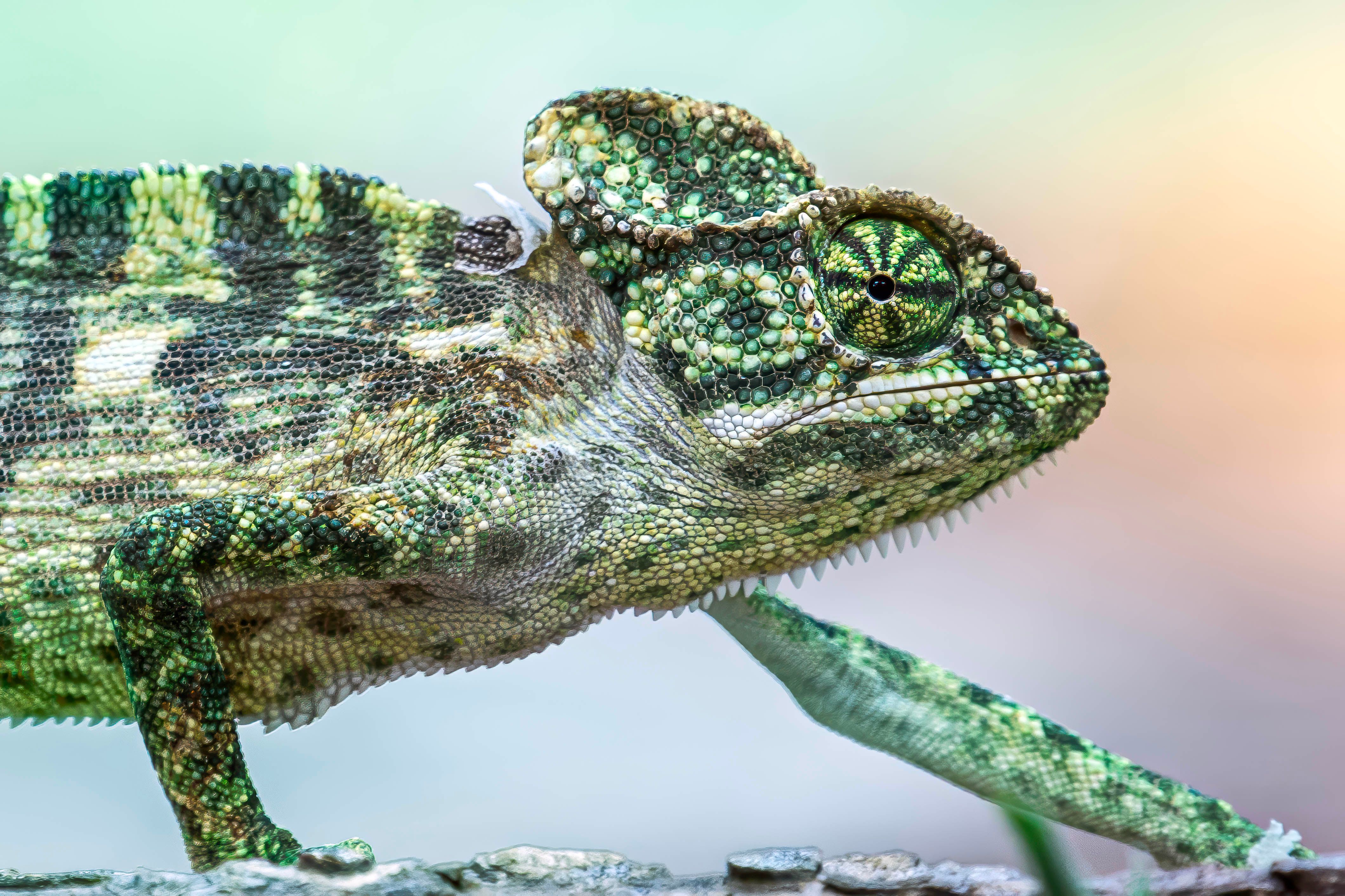 Close-up of a Chameleon in Natural Habitat · Free Stock Photo