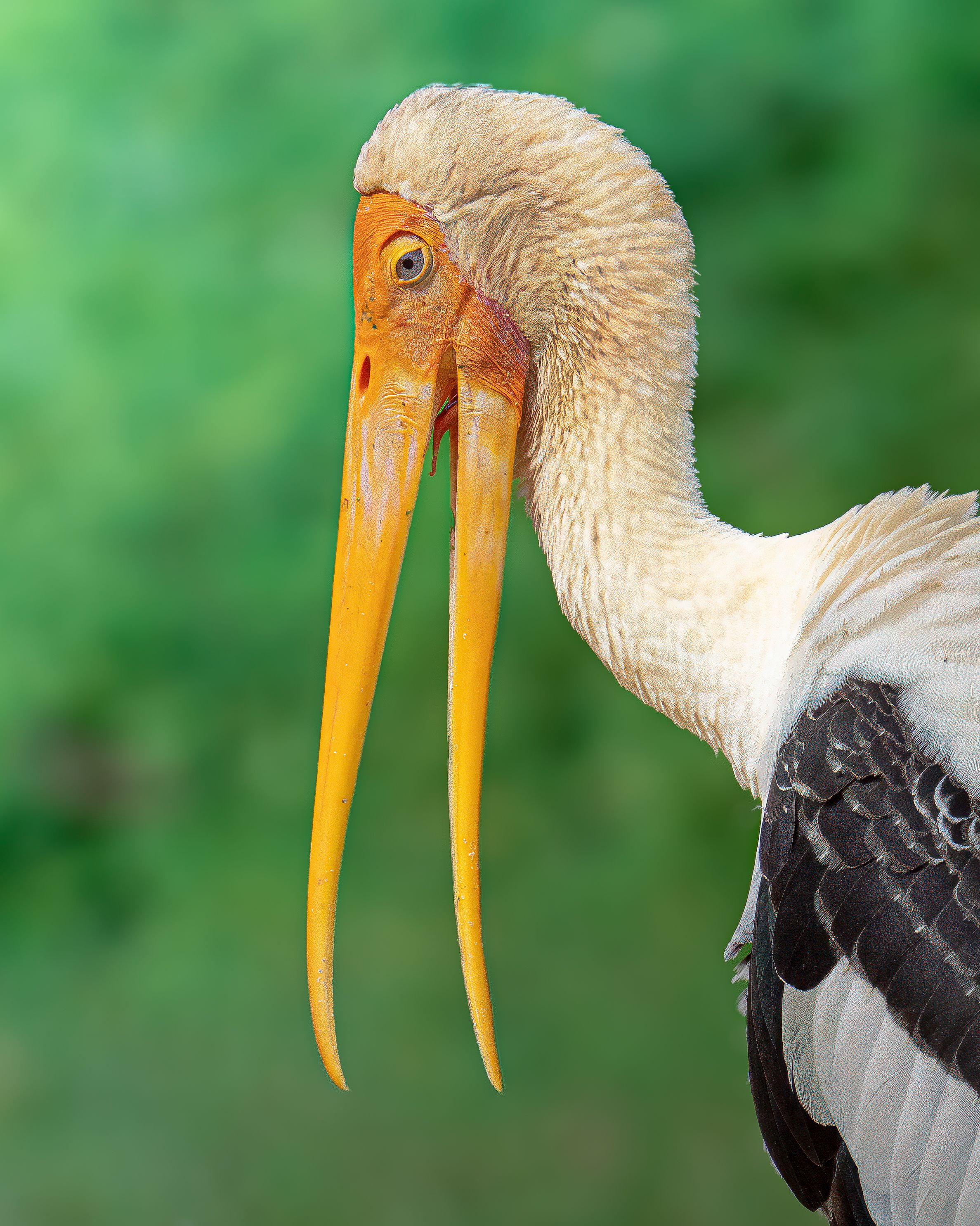 Close-up of Painted Stork in Natural Habitat · Free Stock Photo