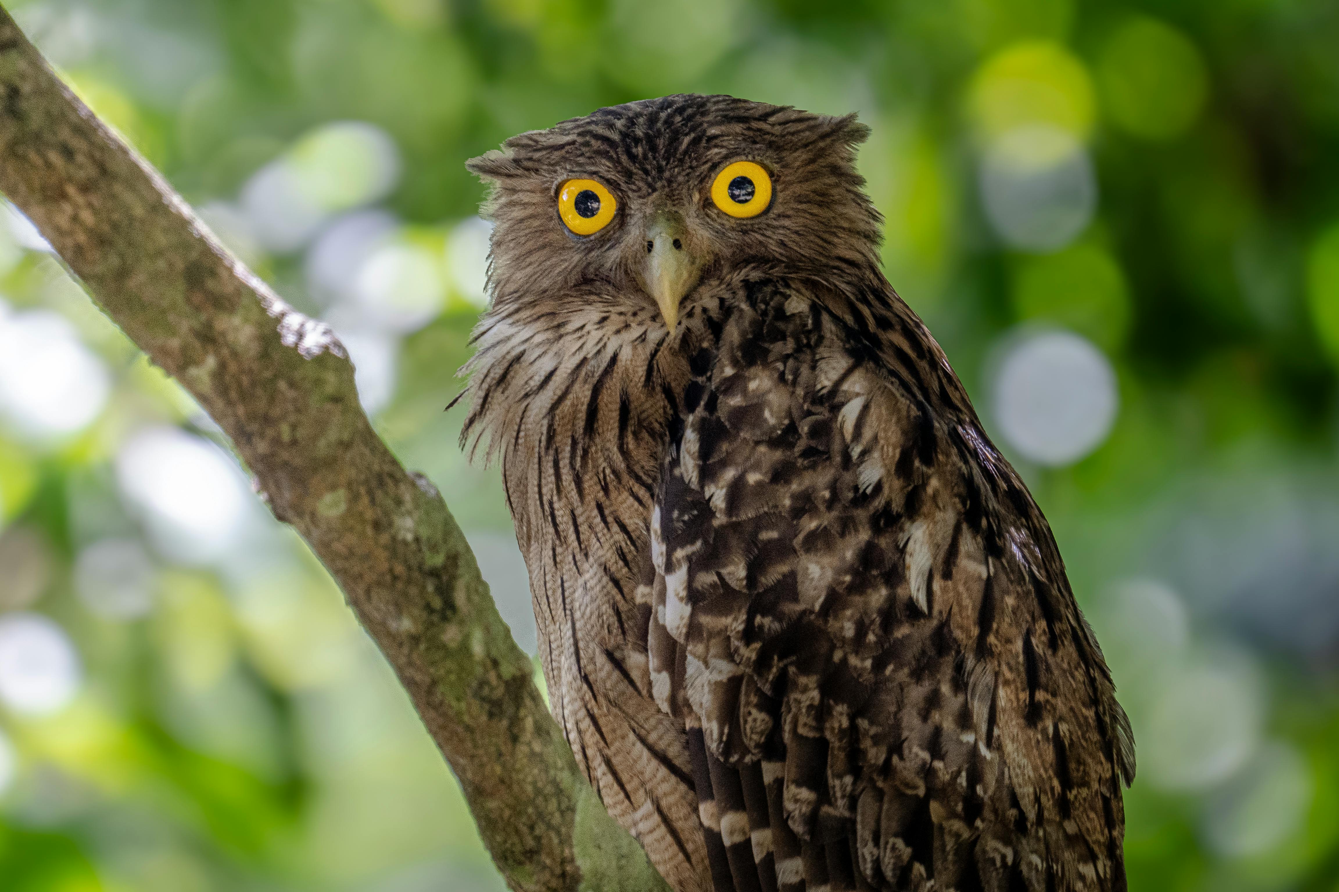 Hoot Aeren Photos, Download The BEST Free Hoot Aeren Stock Photos & HD ...
