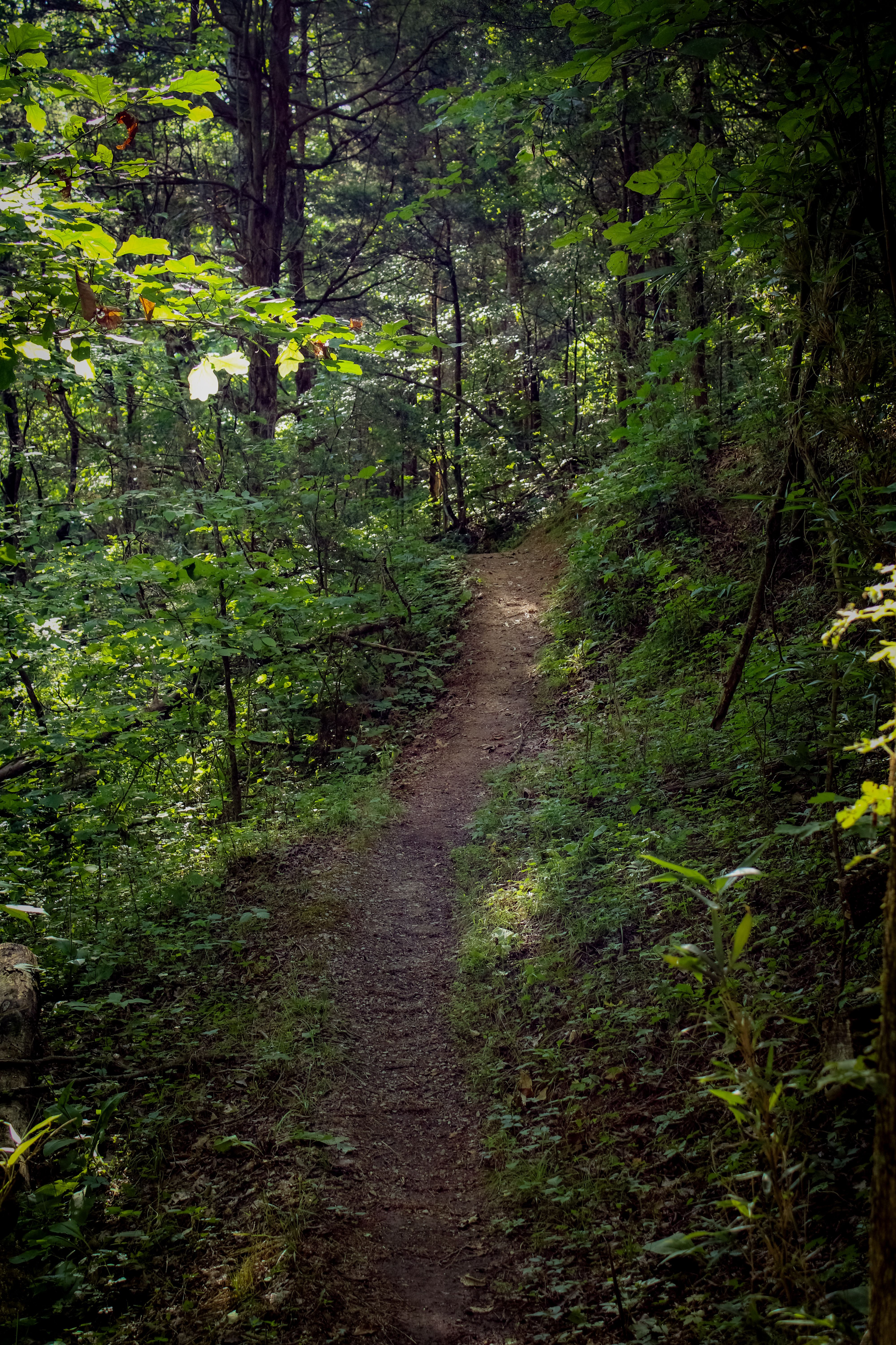 Trail Photos, Download The BEST Free Trail Stock Photos & HD Images