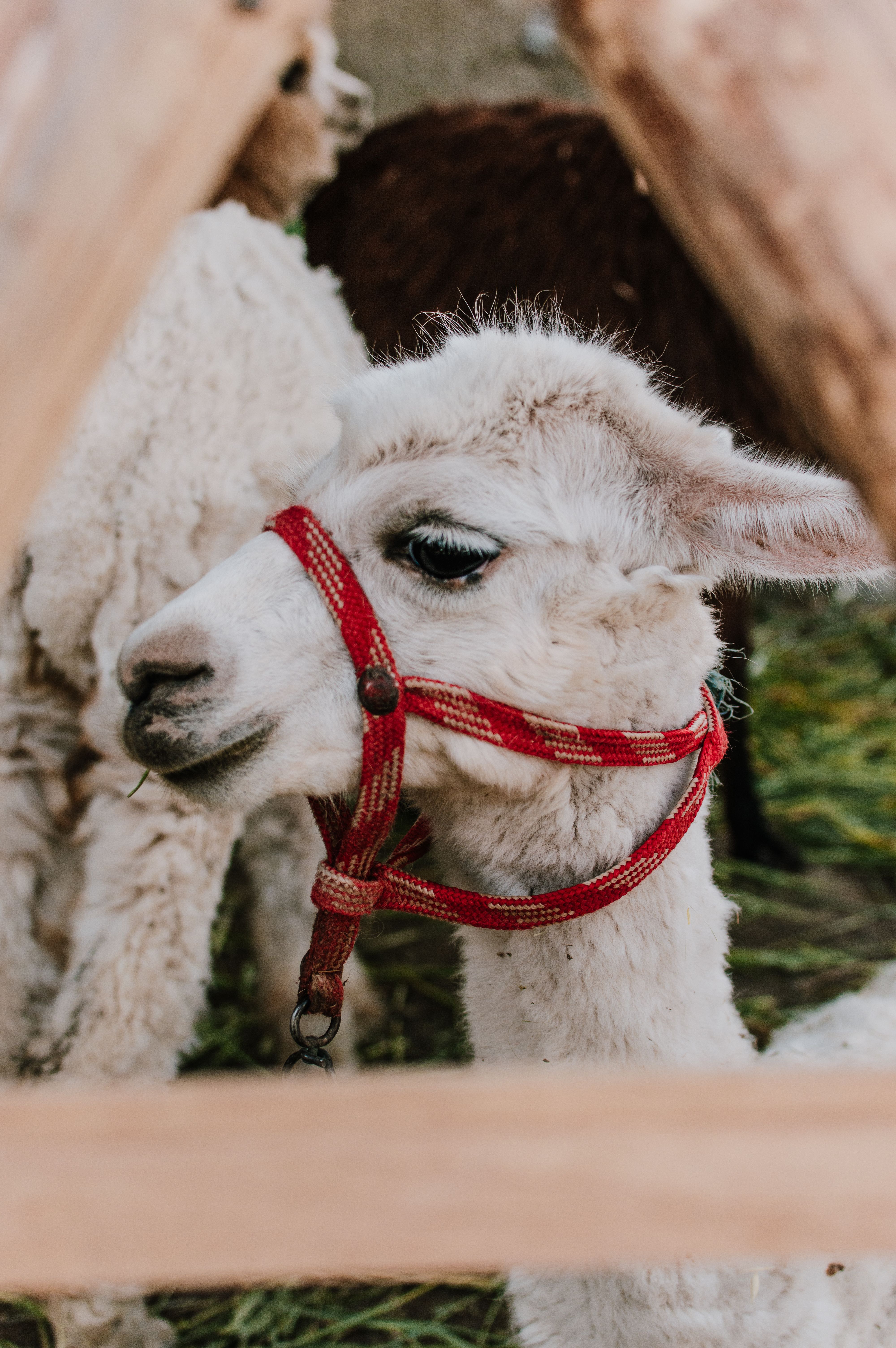 Charming Alpaca with Red Harness in Cusco · Free Stock Photo