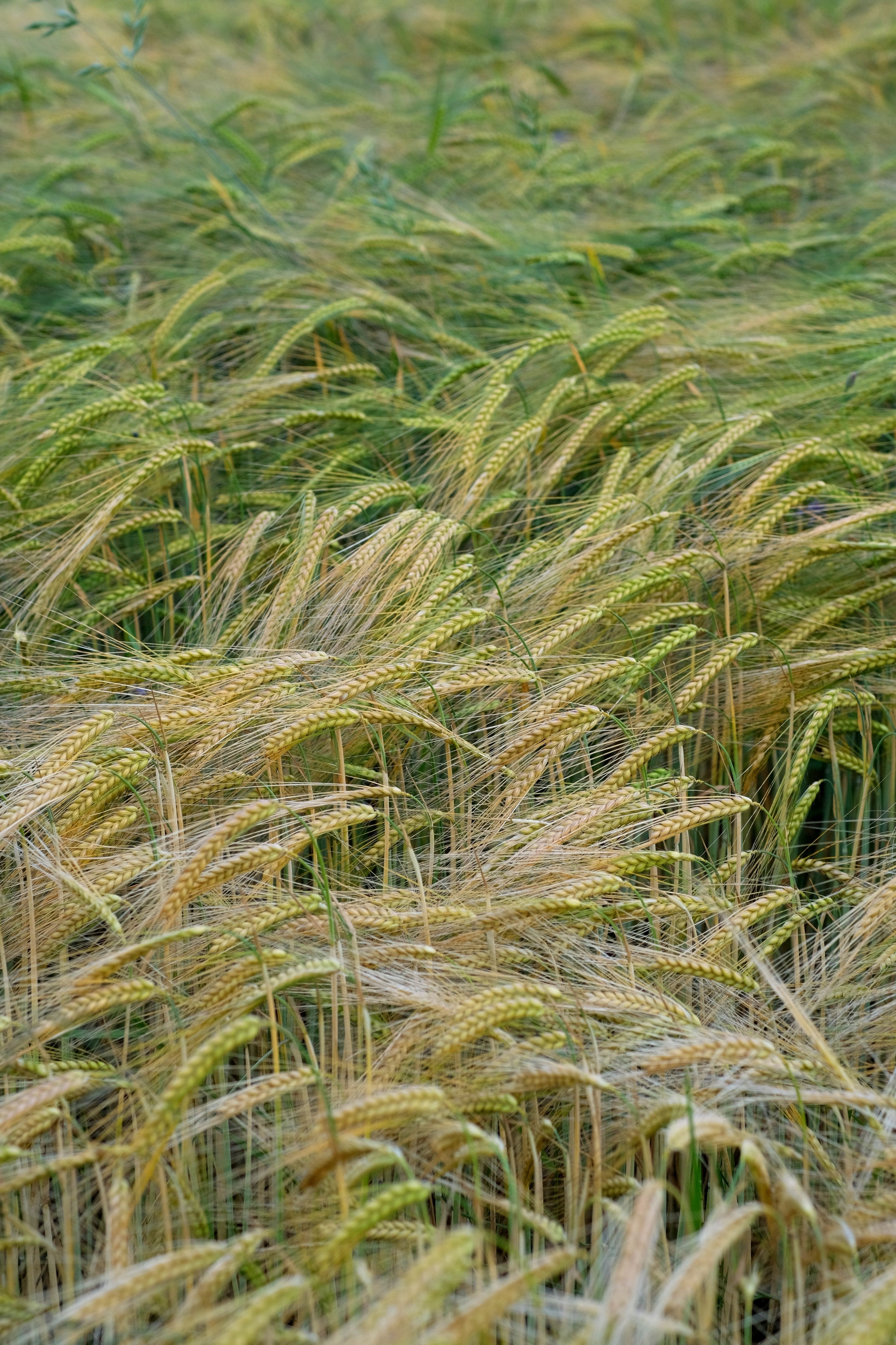 Golden Barley Field in Summer Light · Free Stock Photo