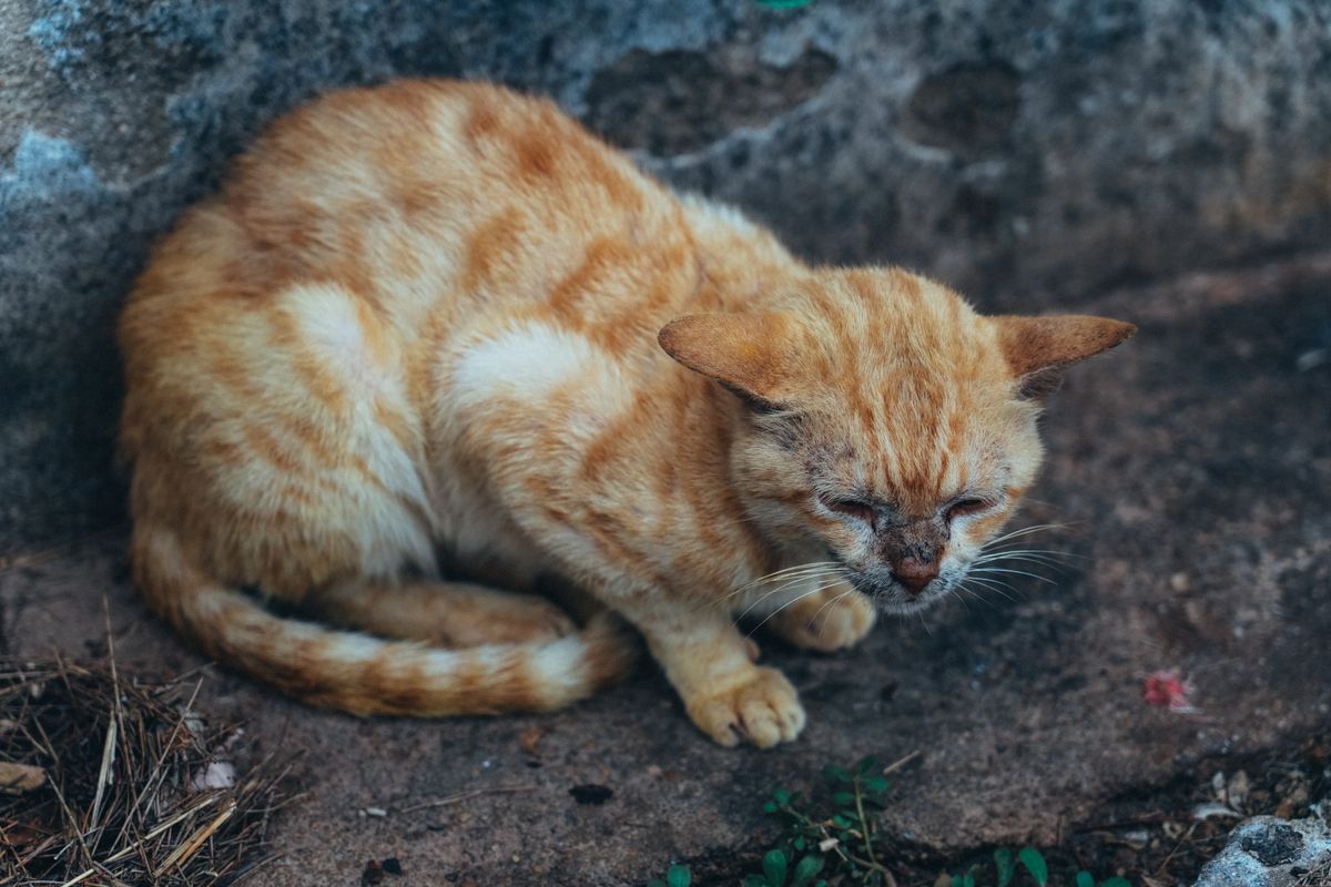 Sad Cat Photos, Download The BEST Free Sad Cat Stock Photos & HD Images
