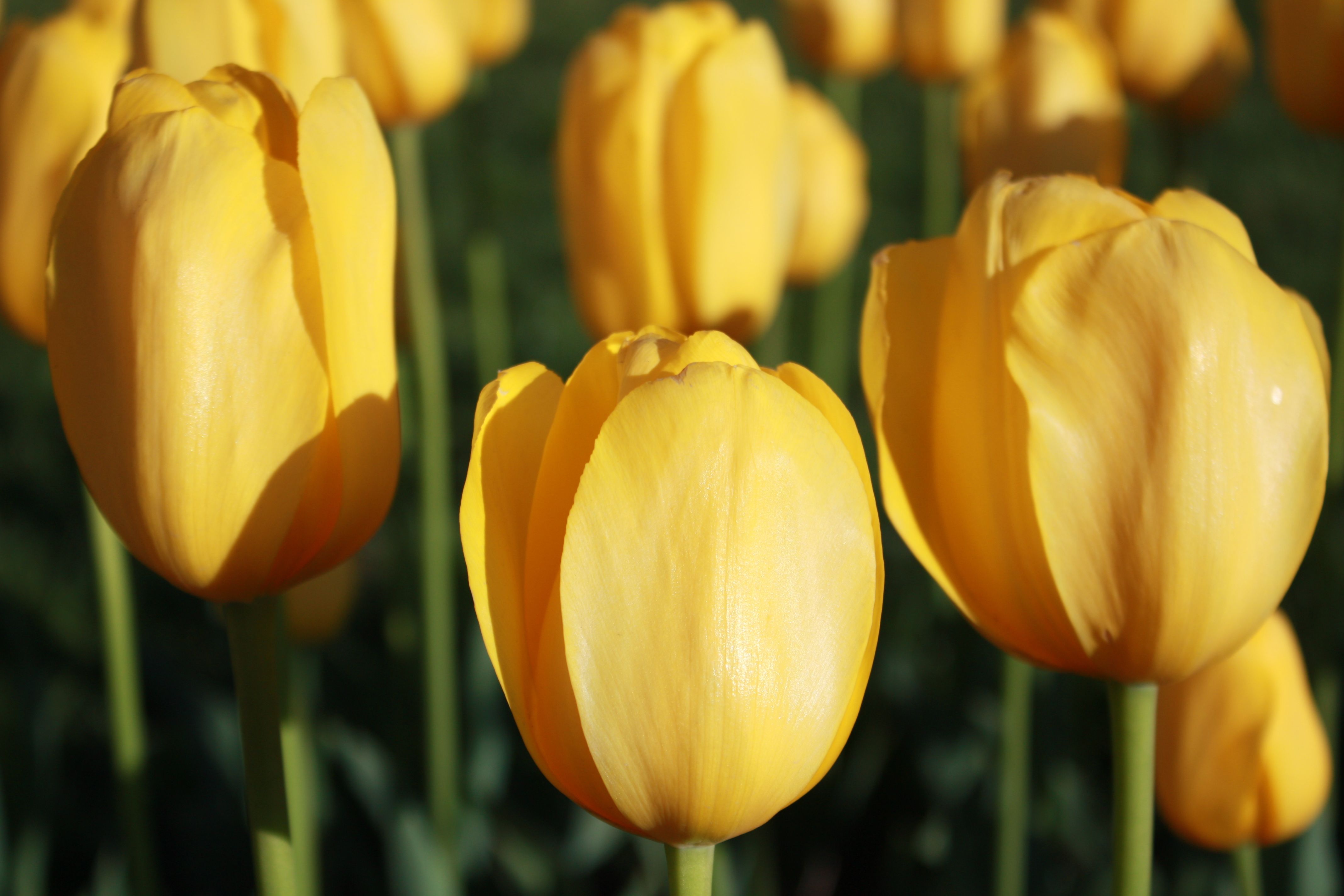 Spring Season Photos, Download The BEST Free Spring Season Stock Photos ...