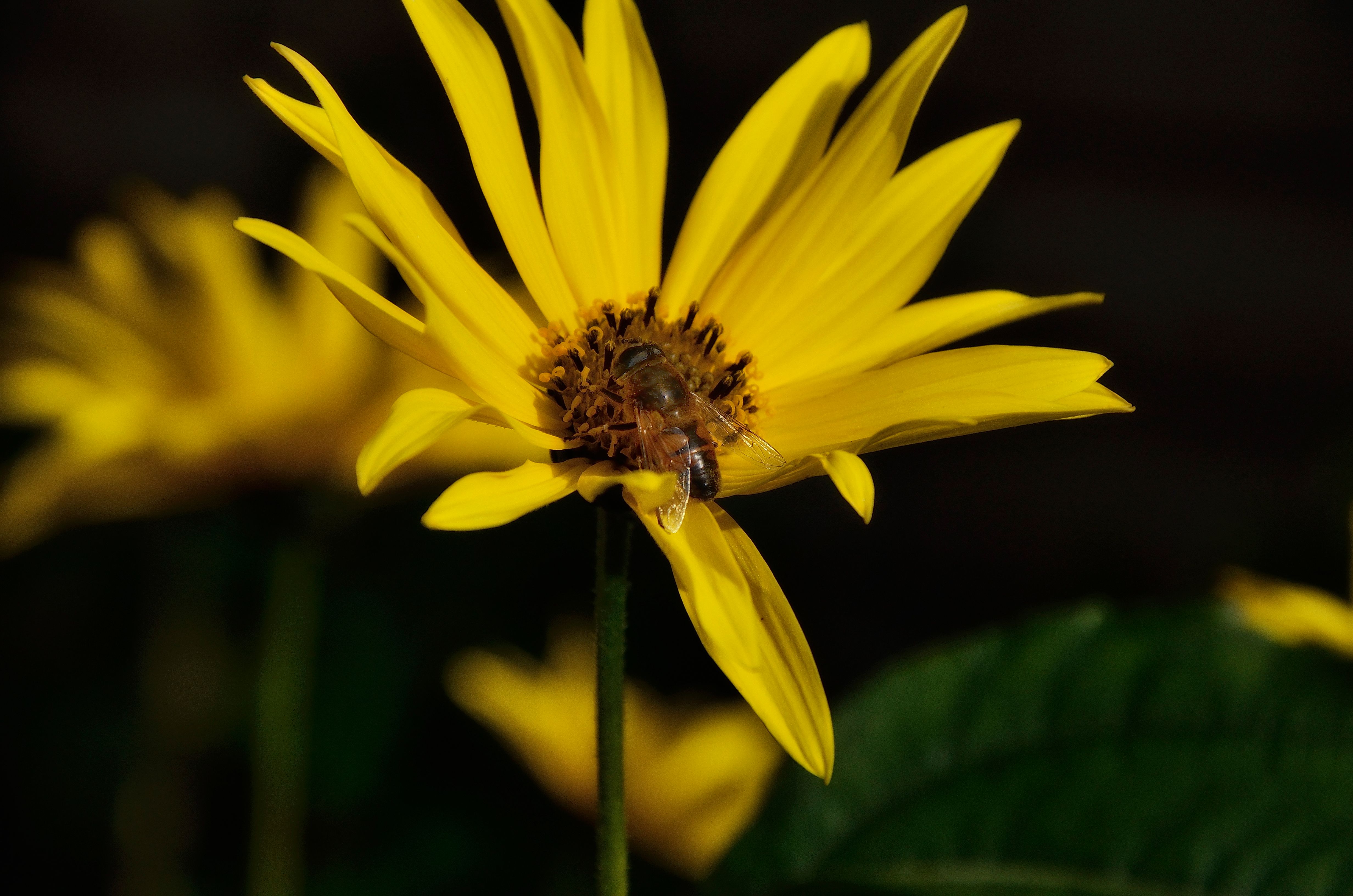 Nature Flower Photos, Download The BEST Free Nature Flower Stock Photos ...