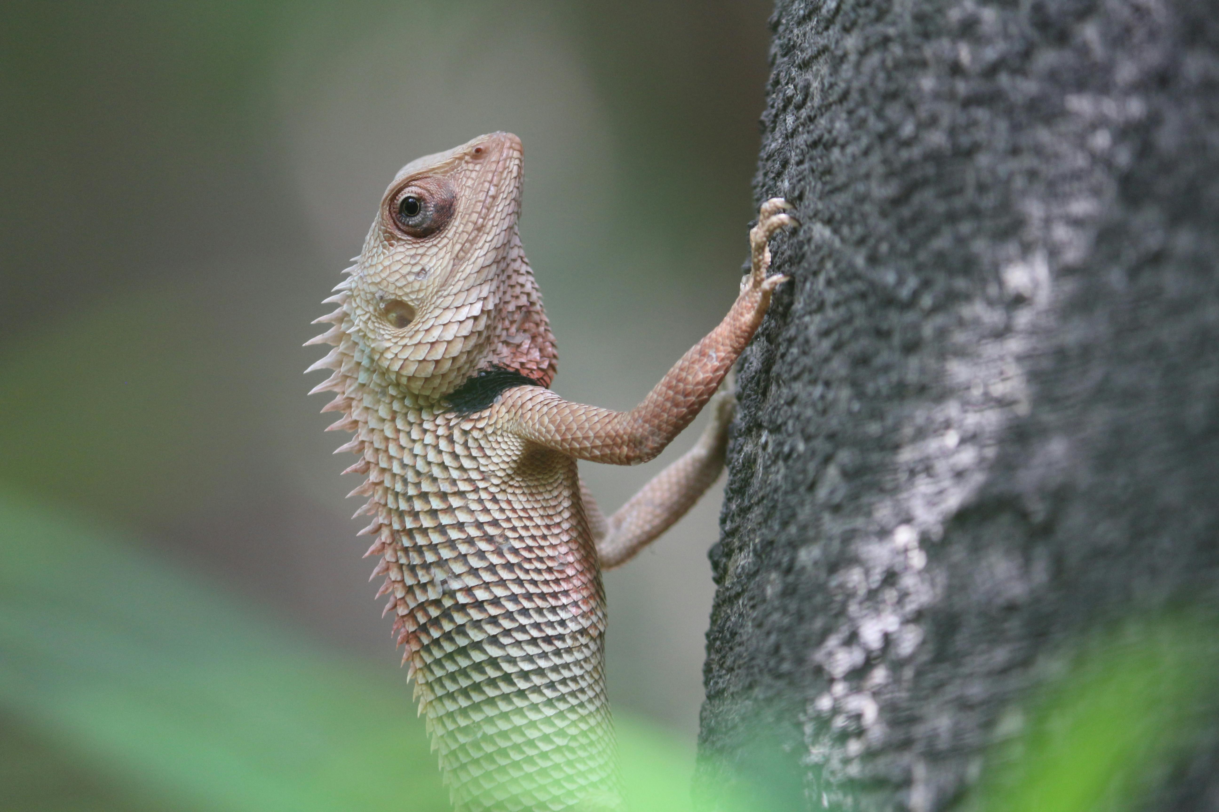 Close-up of Garden Lizard Climbing a Tree · Free Stock Photo