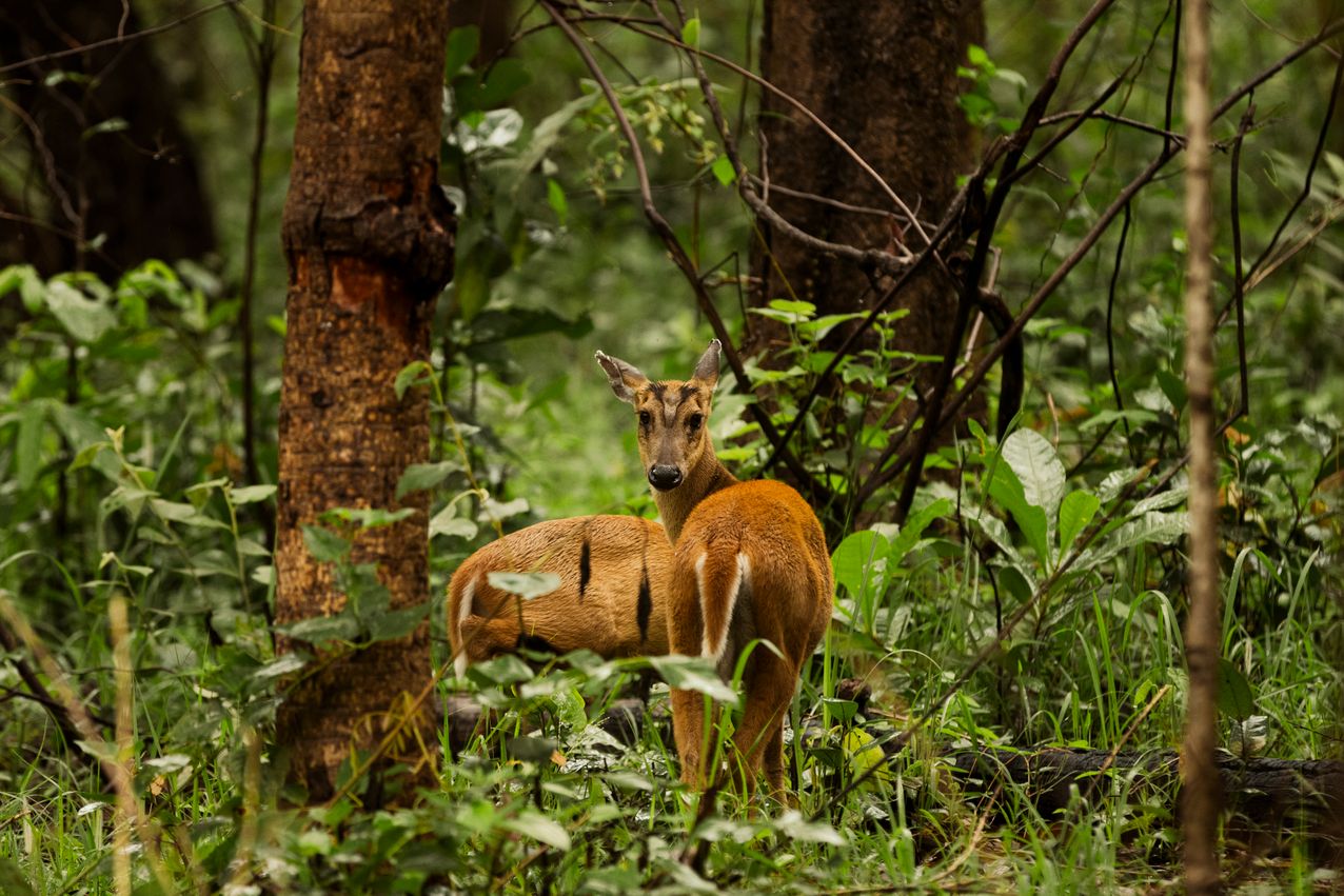 Southern Red Muntjac: Facts, Traits, and Habitat Guide