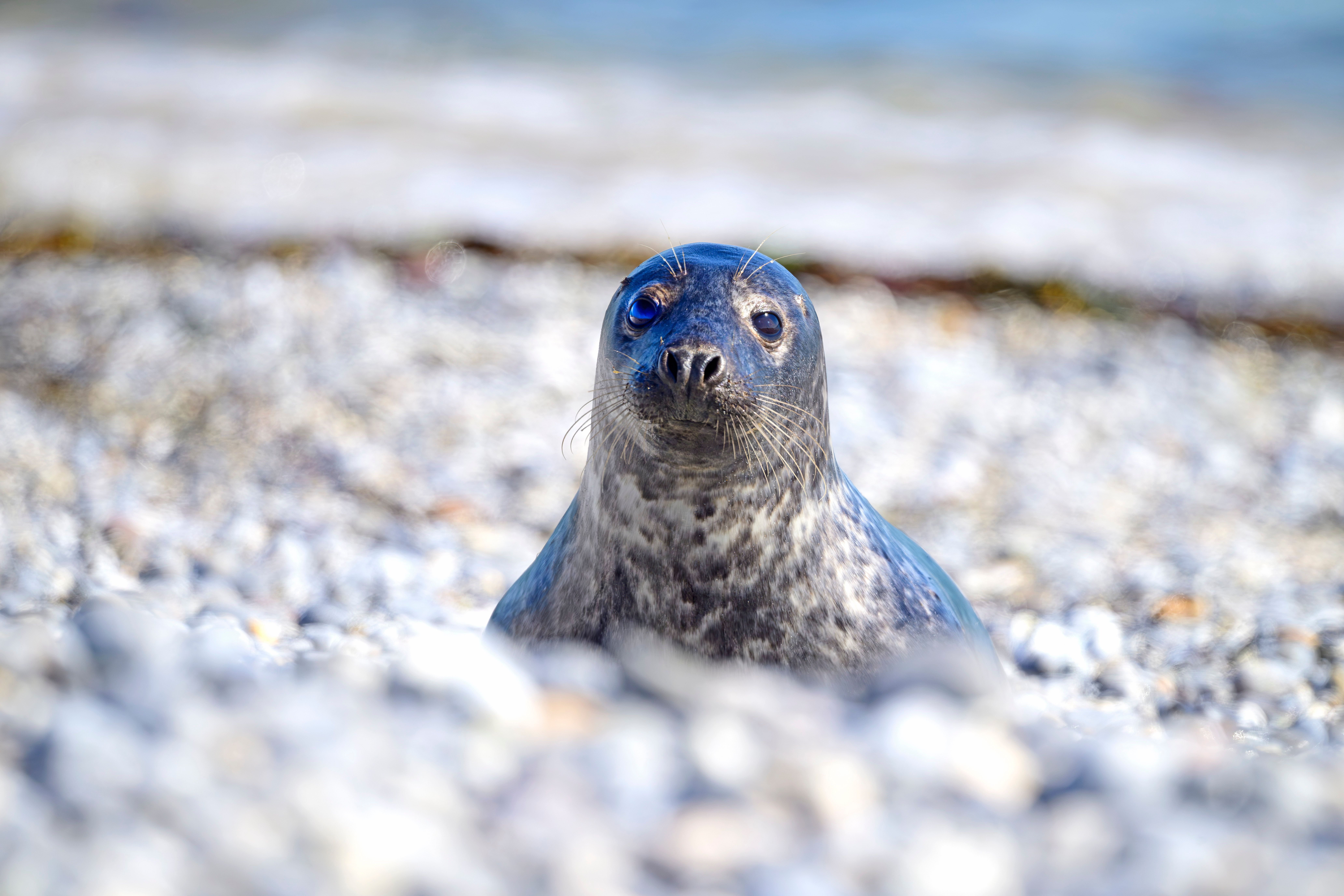 Harbor Seal Resting on Pebble Beach in Helgoland · Free Stock Photo