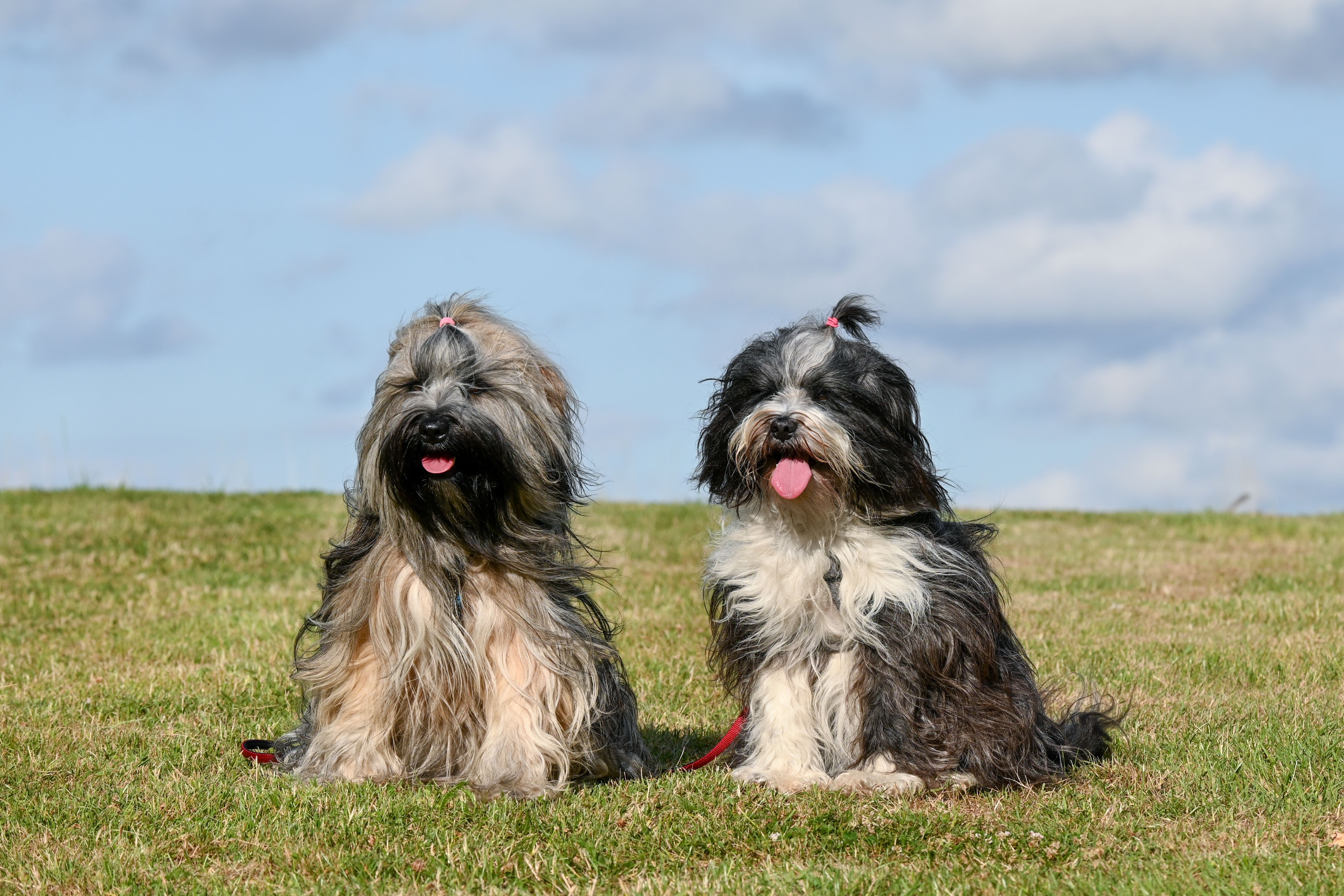 Dog Facial Expression Photos, Download The BEST Free Dog Facial ...