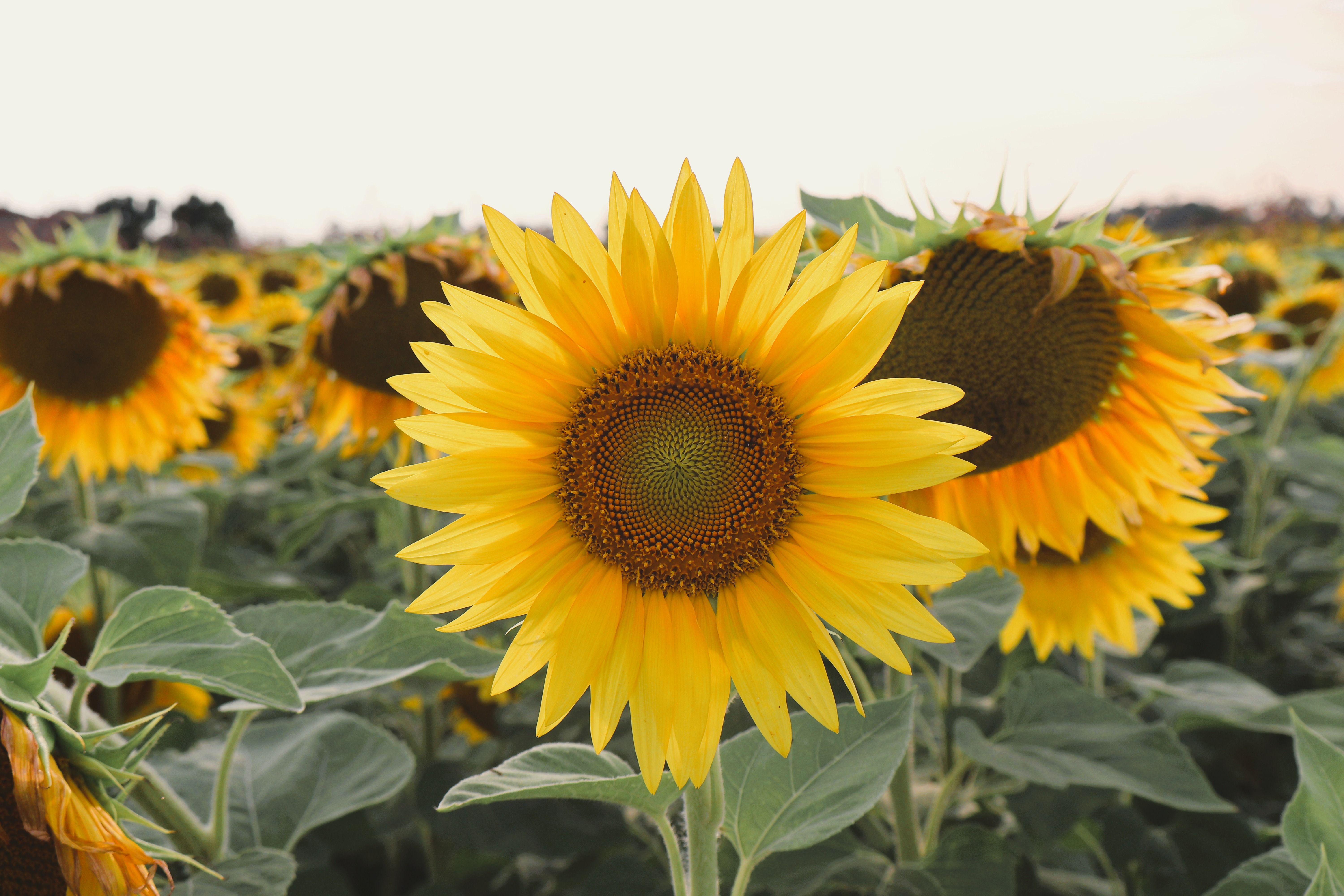 5 000+ beste Sommerbilder · 100 % gratis nedlasting · Pexels-arkivbilder