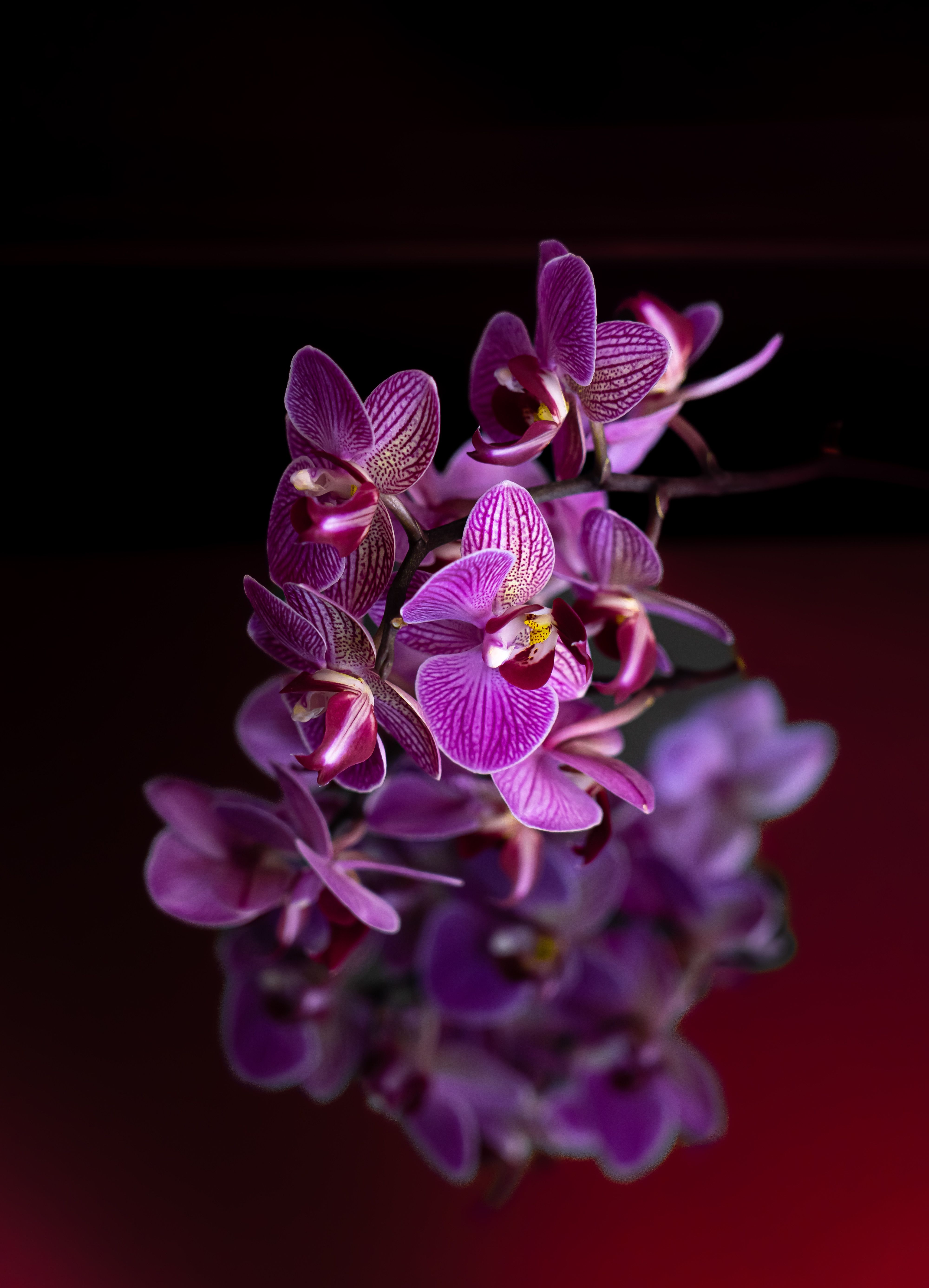 Orchid Photography Photos, Download The BEST Free Orchid Photography ...