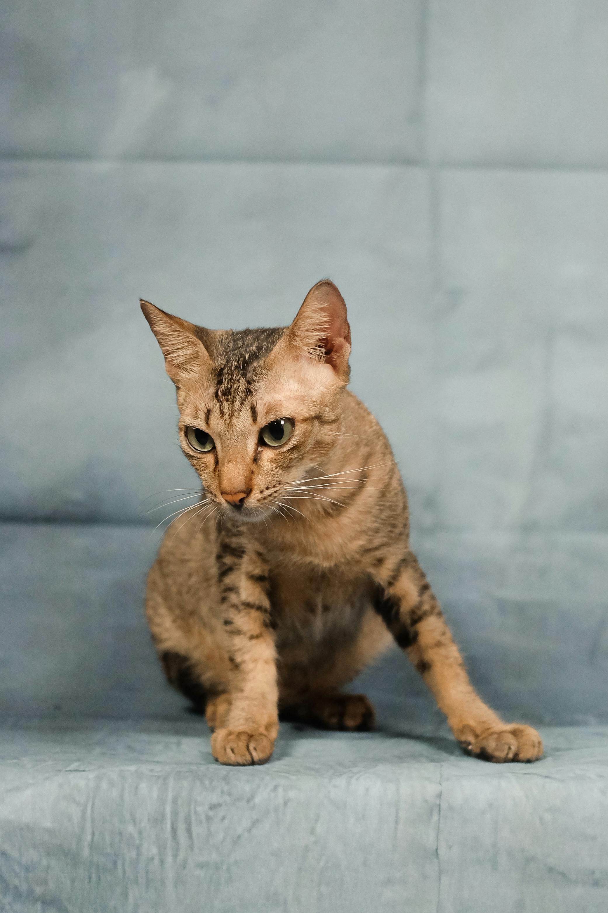 Cute+Pokies Photos, Download The BEST Free Cute+Pokies Stock Photos ...