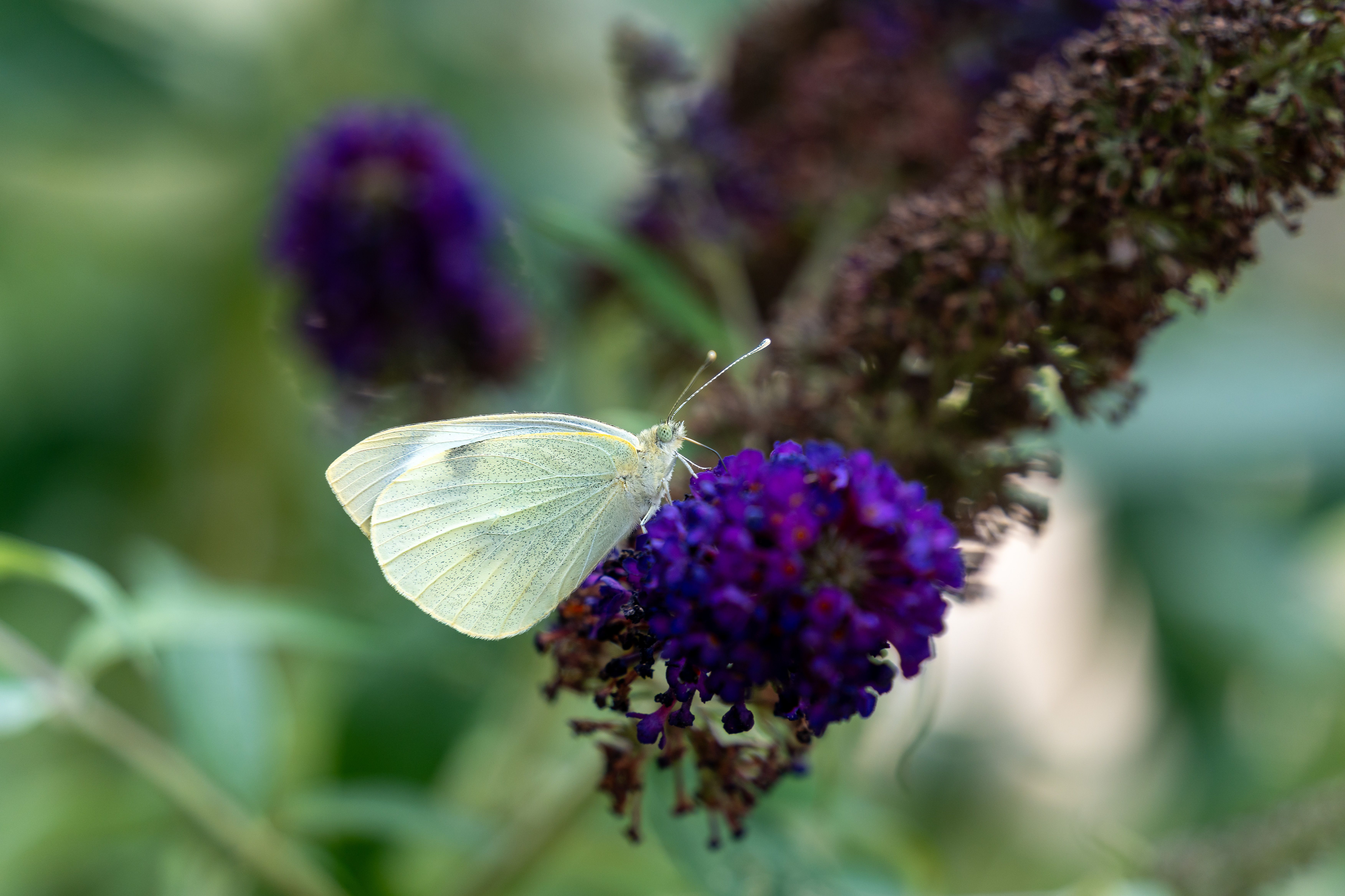 Mariposa Blanca De La Col Sobre Una Flor De Buddleja Morada · Foto de ...