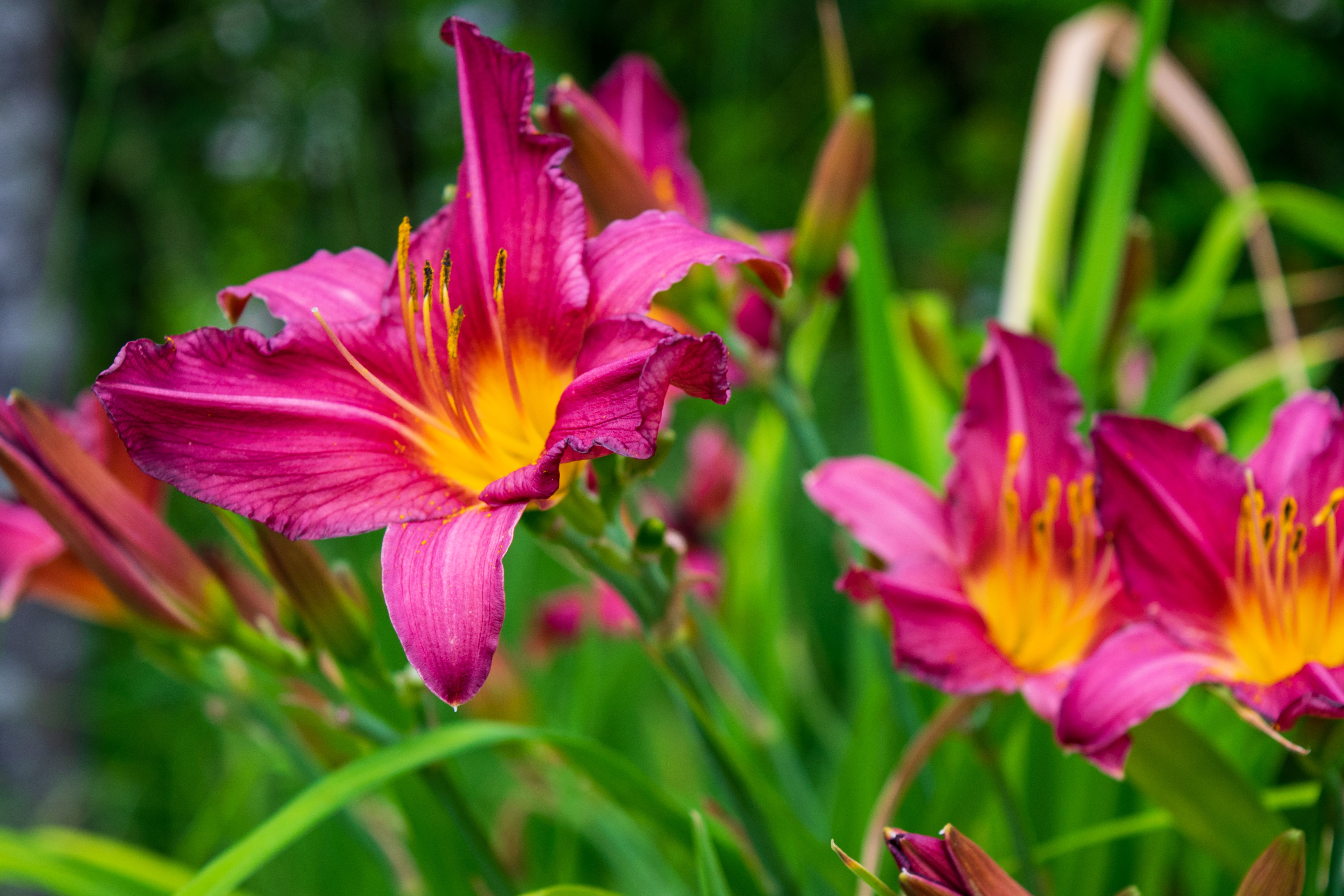 Vibrant Pink Daylily Flowers in Bloom · Free Stock Photo