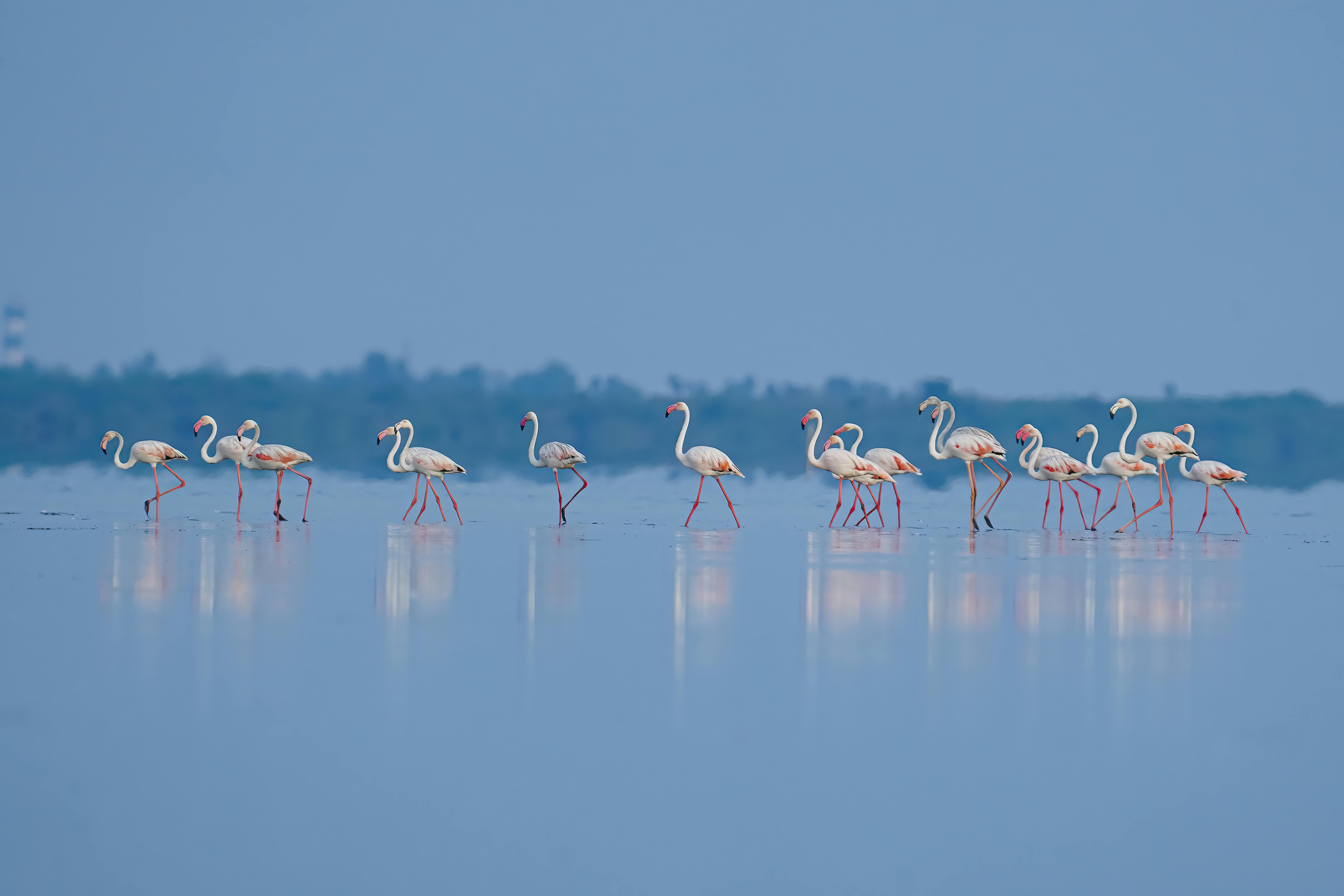 Migration Photos, Download The BEST Free Migration Stock Photos & HD Images