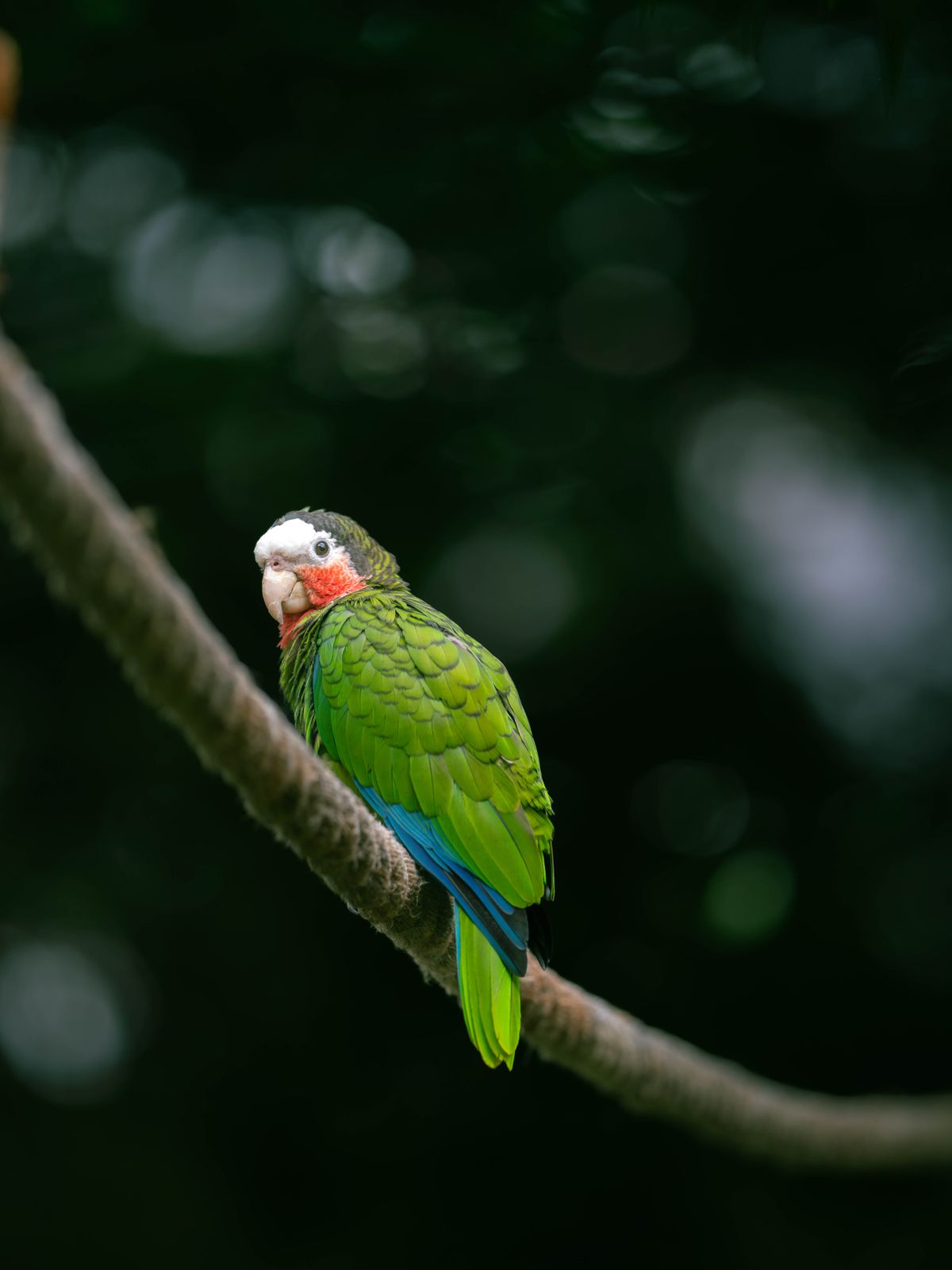 Sunbathing Parrot Photos, Download The BEST Free Sunbathing Parrot ...