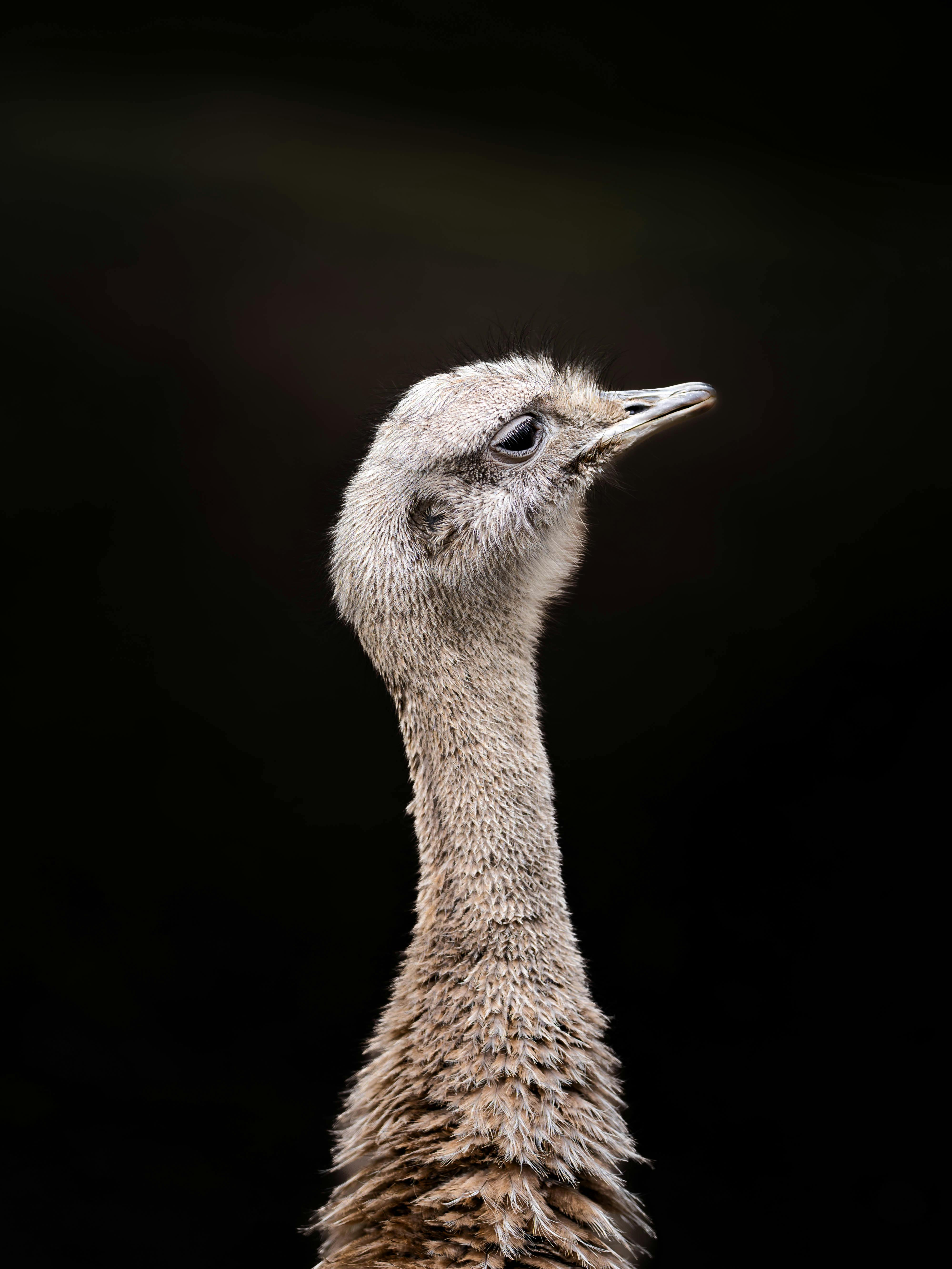 Anime Side Profile Photos, Download The BEST Free Anime Side Profile ...