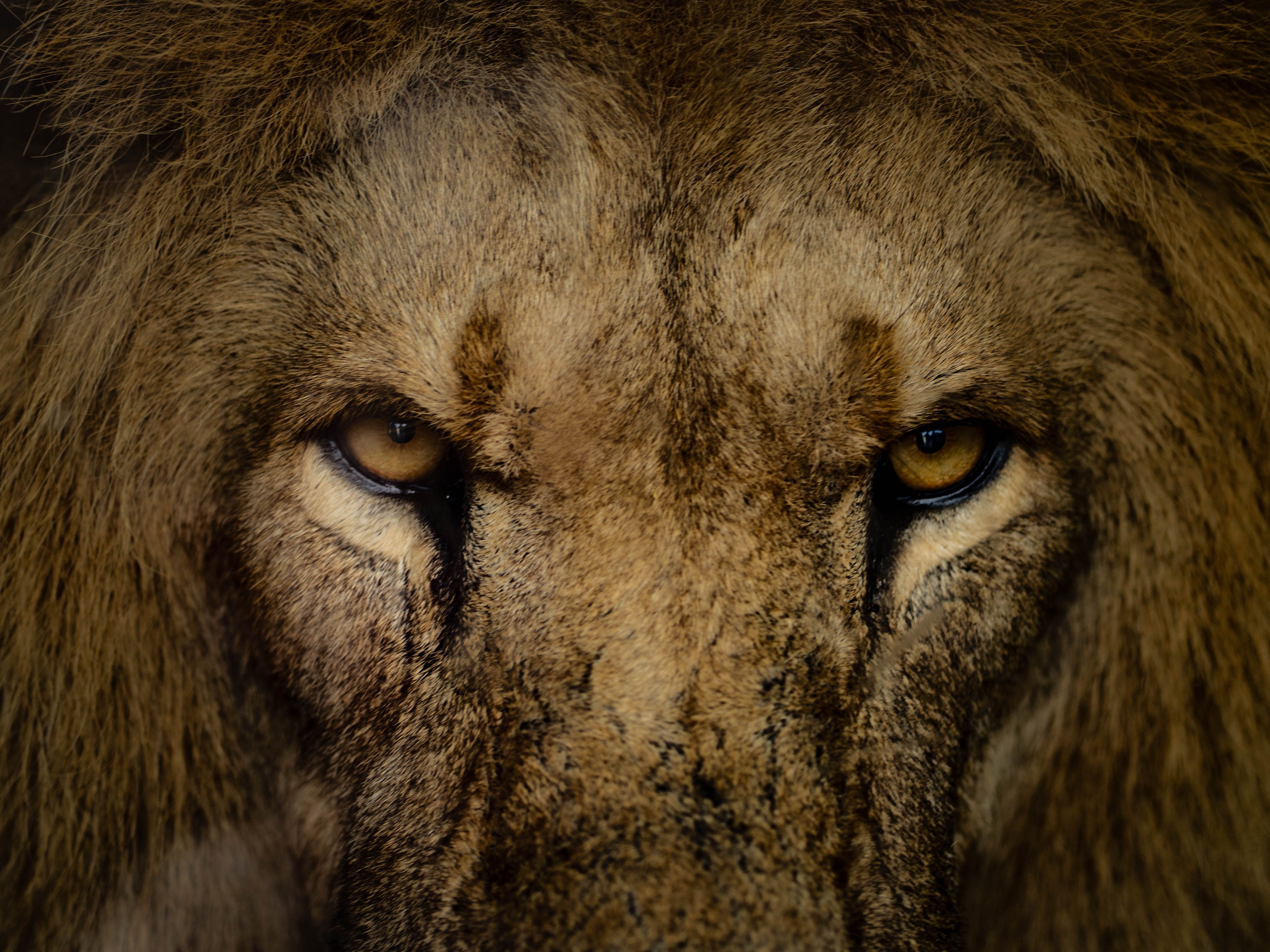 Close-up Photo of Lion's Head · Free Stock Photo