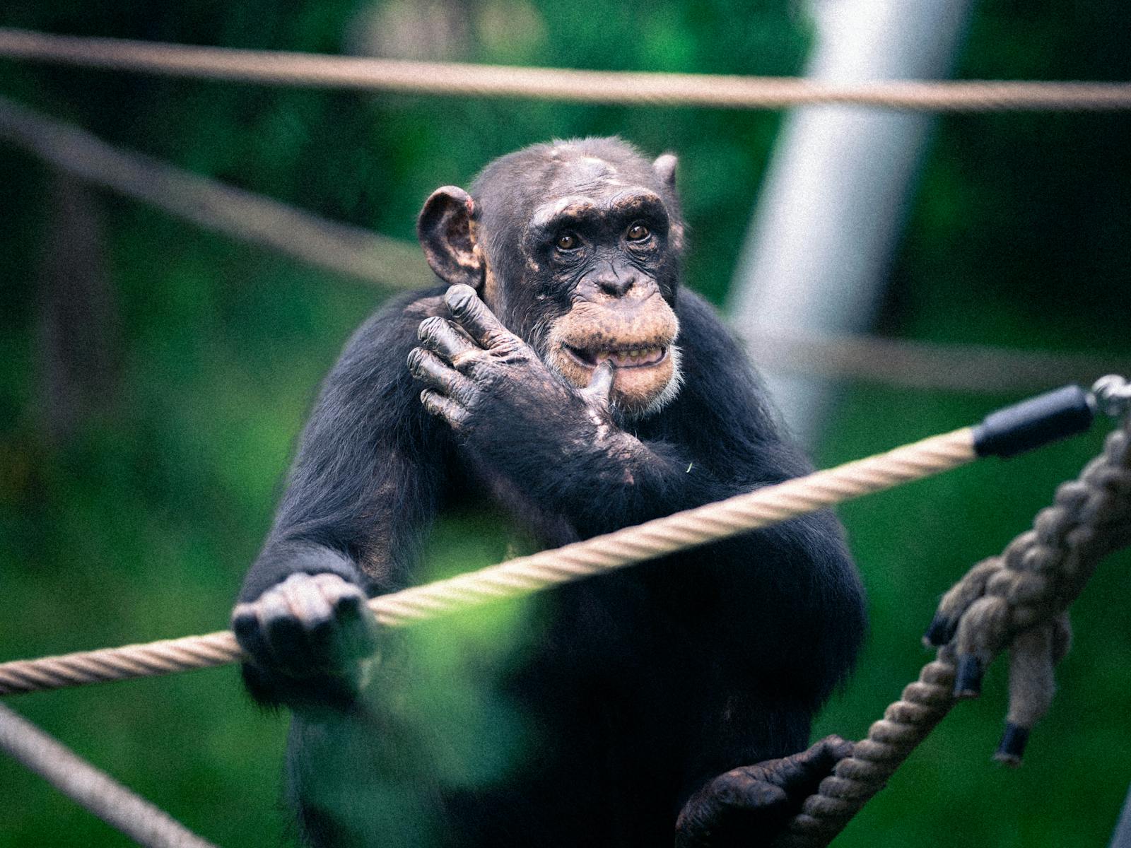 Chimpanzee Photos, Download The BEST Free Chimpanzee Stock Photos & HD ...