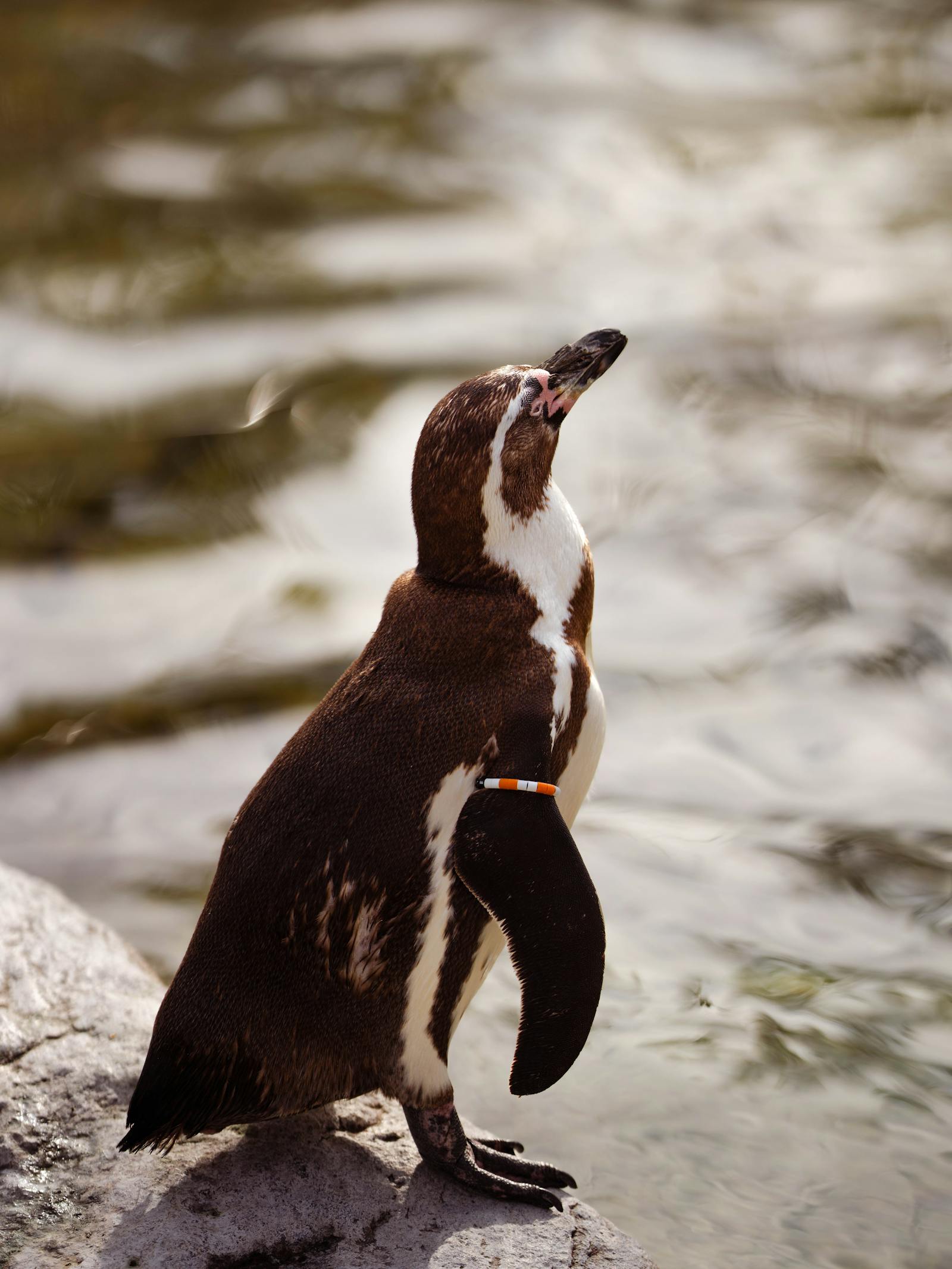 Penguin Profile Photos, Download The BEST Free Penguin Profile Stock ...